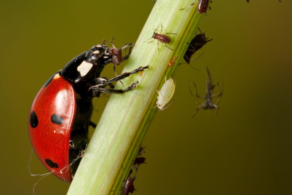 Cargo Road Wines welcomes predator insects to its vineyards