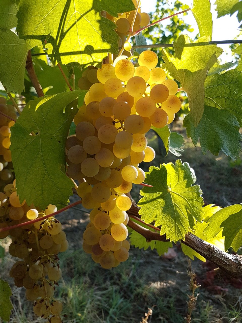 Derthona: the new-old Italian white protagonist