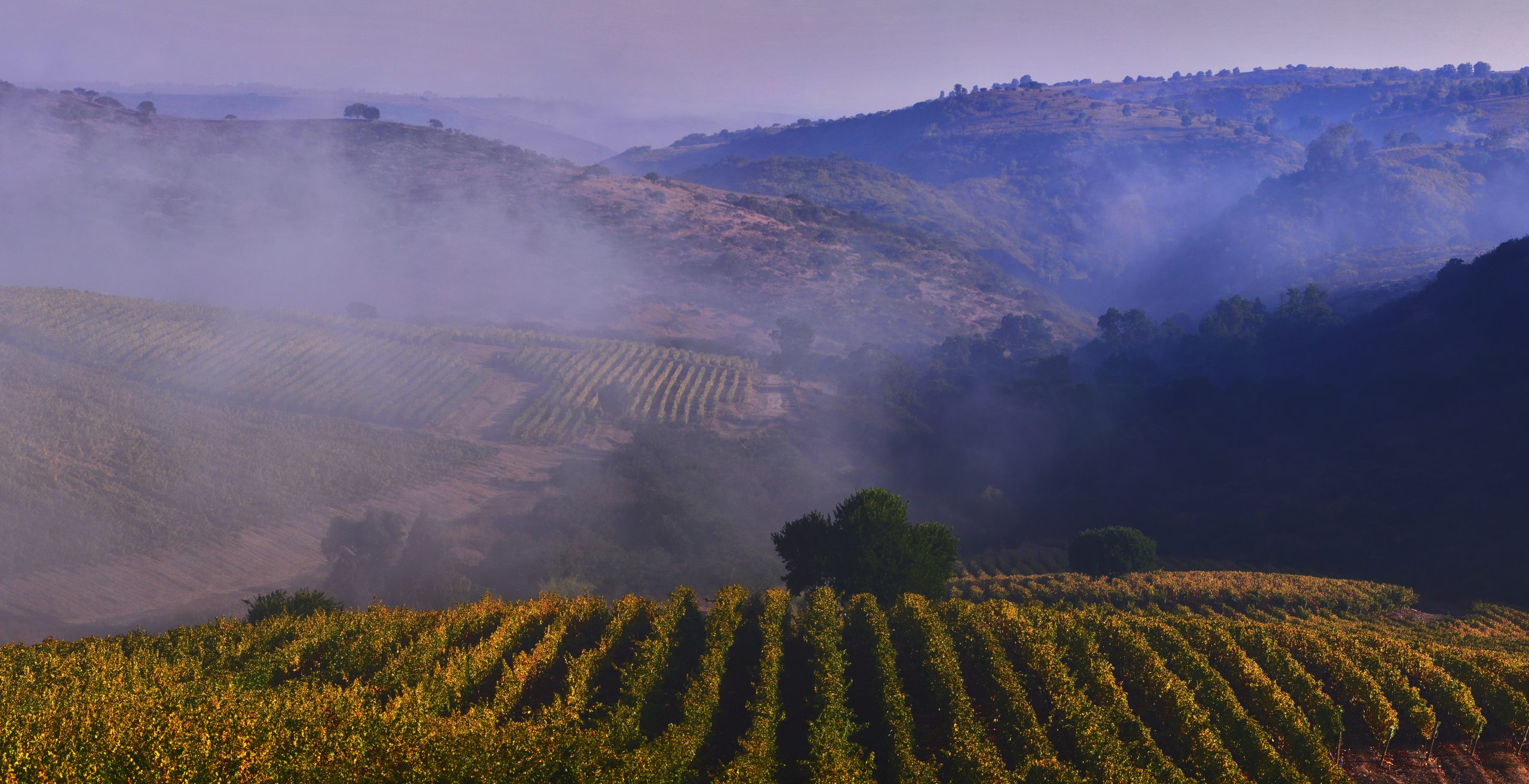 Blaze of Glory: winemakers in Chile rise above fire damage