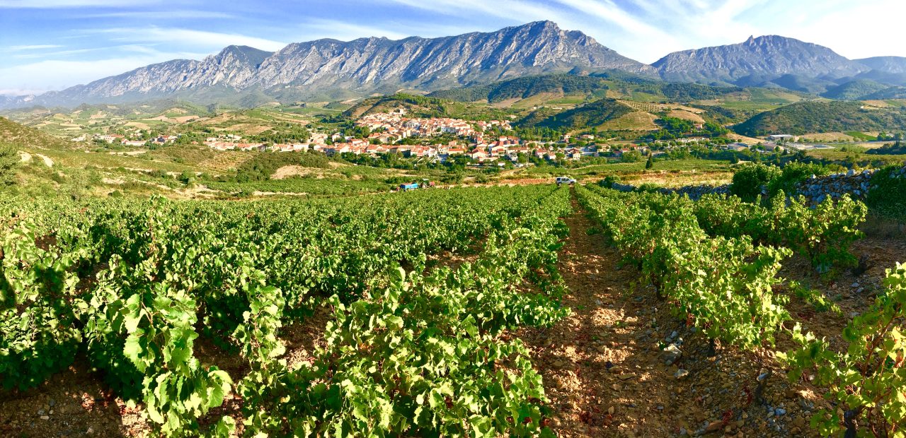 Wines of Roussillon gets ready for London Wine Fair