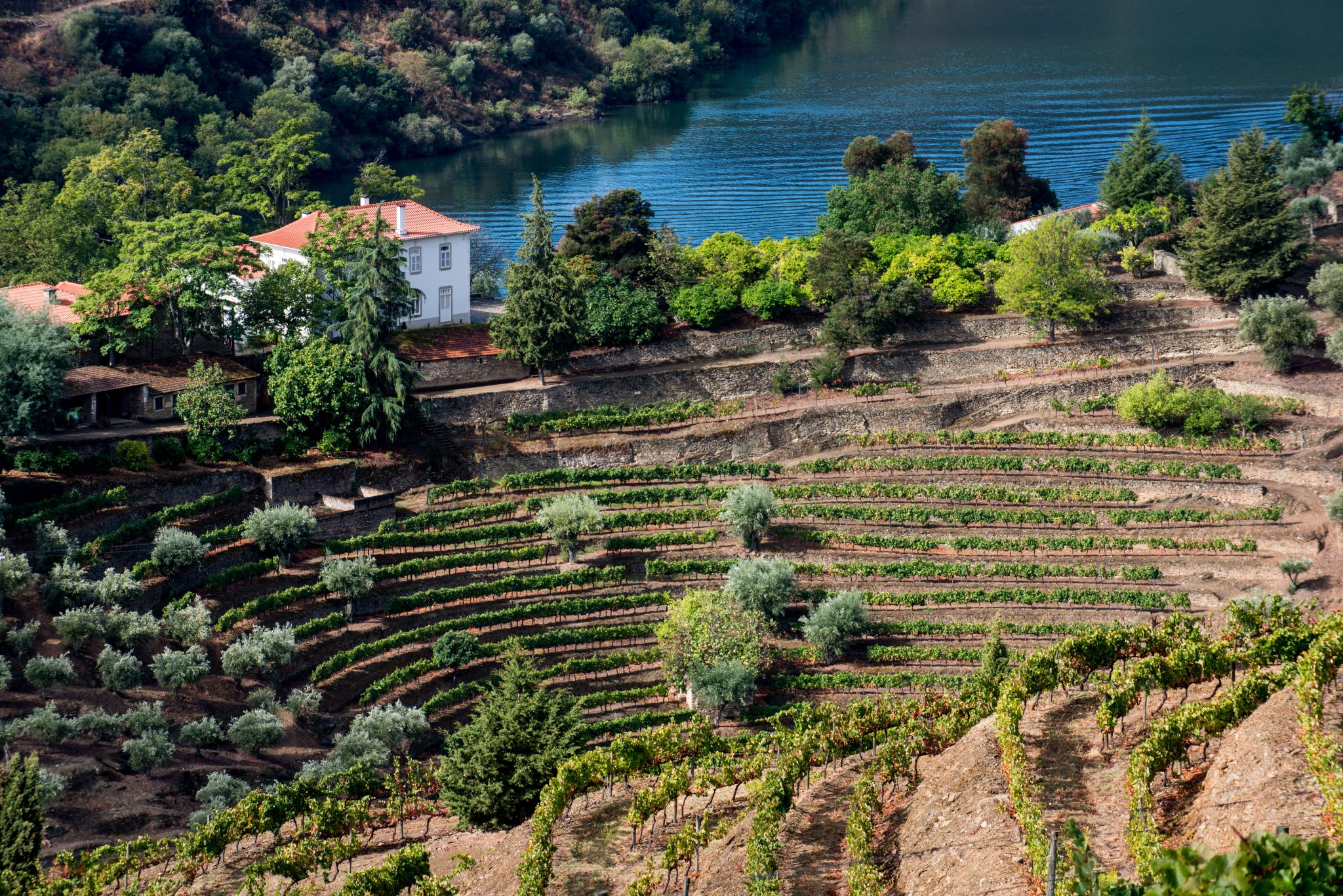 Symington launches fifth Graham's Stone Terraces Vintage Port