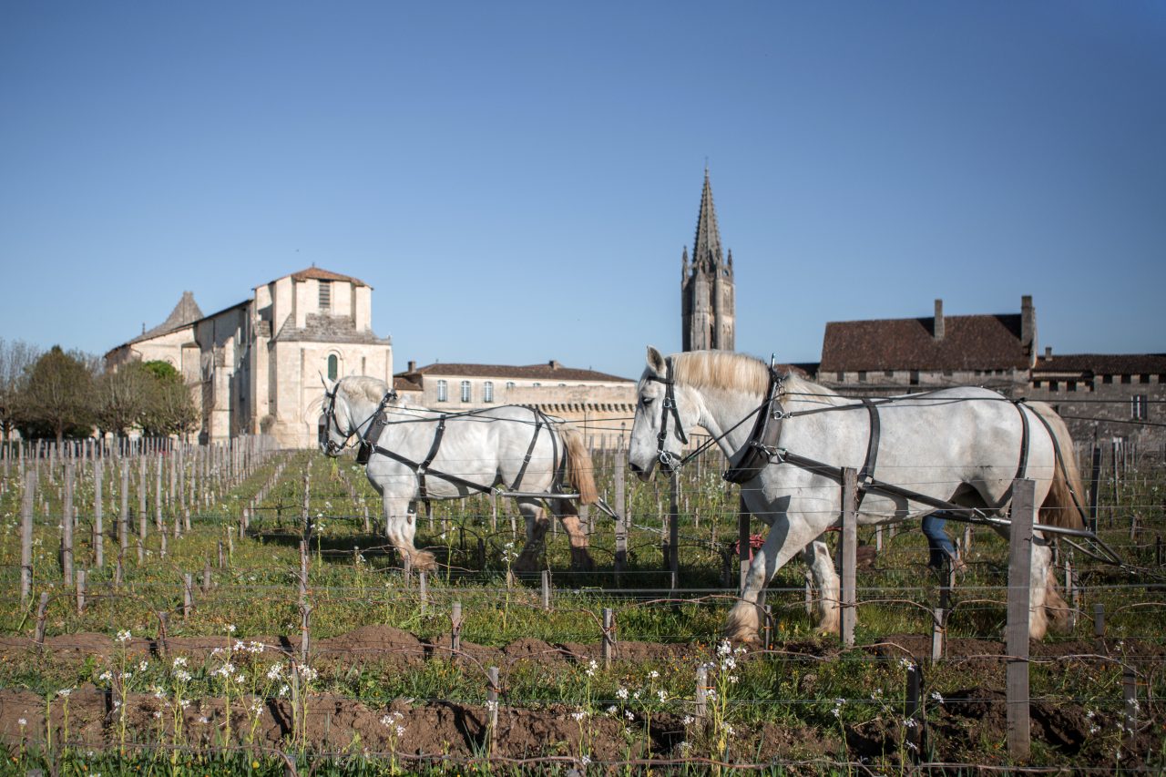 Twenty years of Clos Fourtet and the Cuveliers