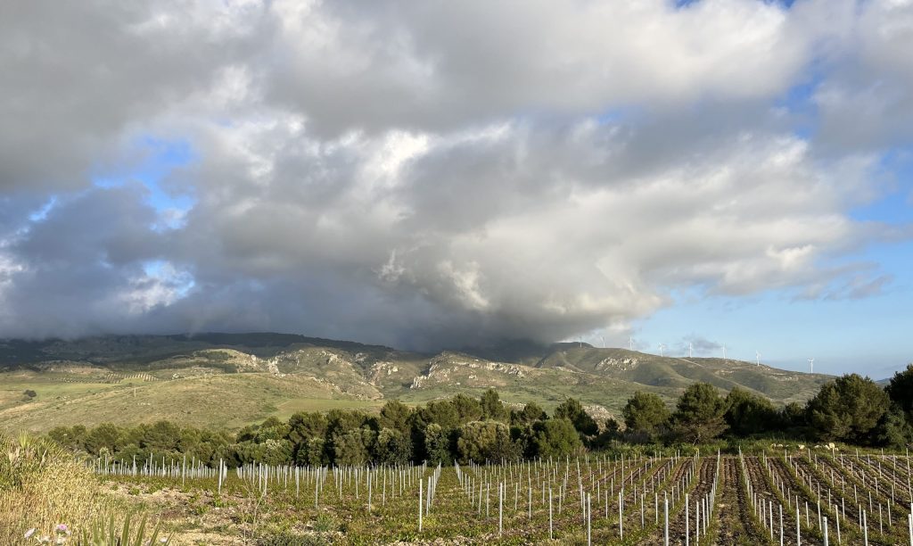 Sicily: nine wine trends to watch out for