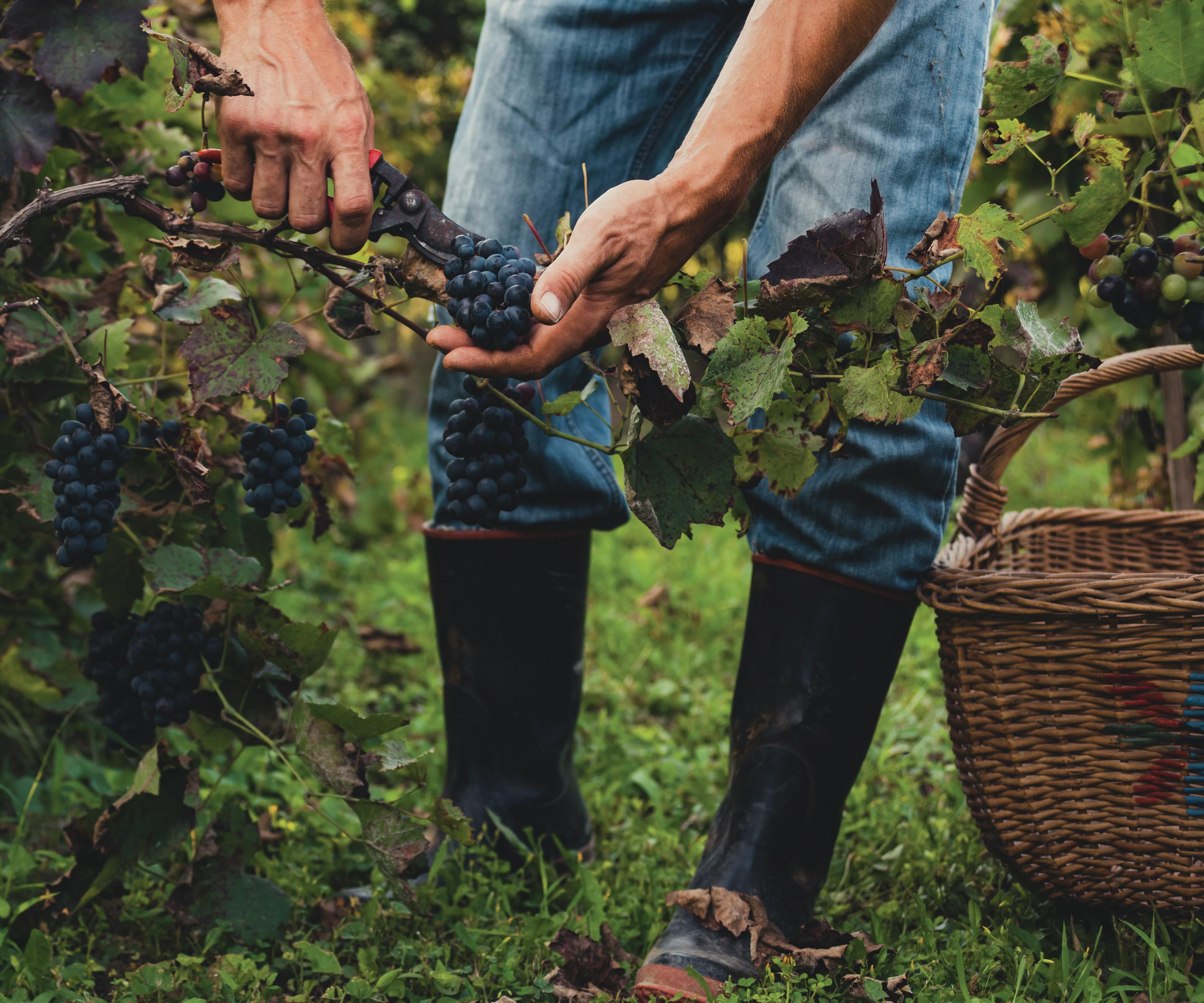 Winners of The Global Organic and Vegan Wine Masters 2023