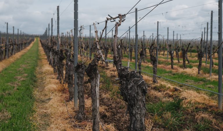 How to control weeds in a viable vineyard enterprise - The Drinks Business