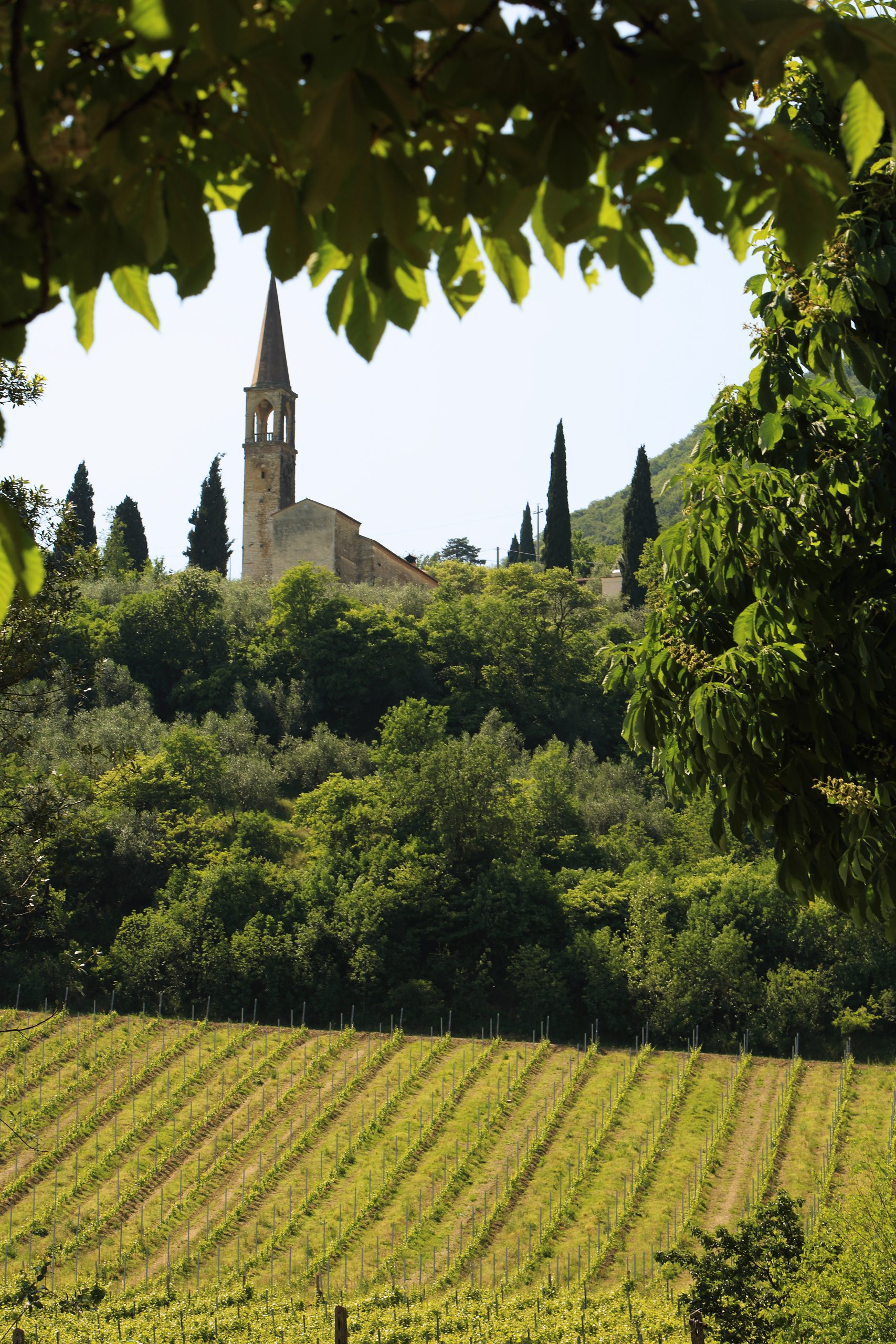 Colli Berici: a hidden gem in the Veneto region