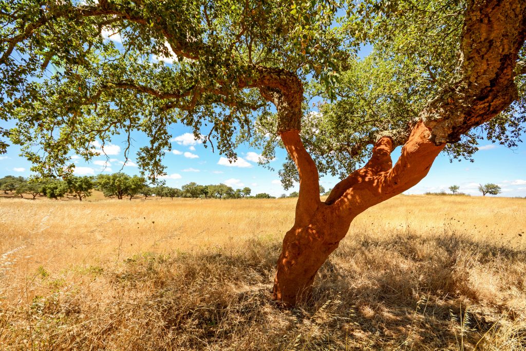 Is California eyeing up domestic cork production?