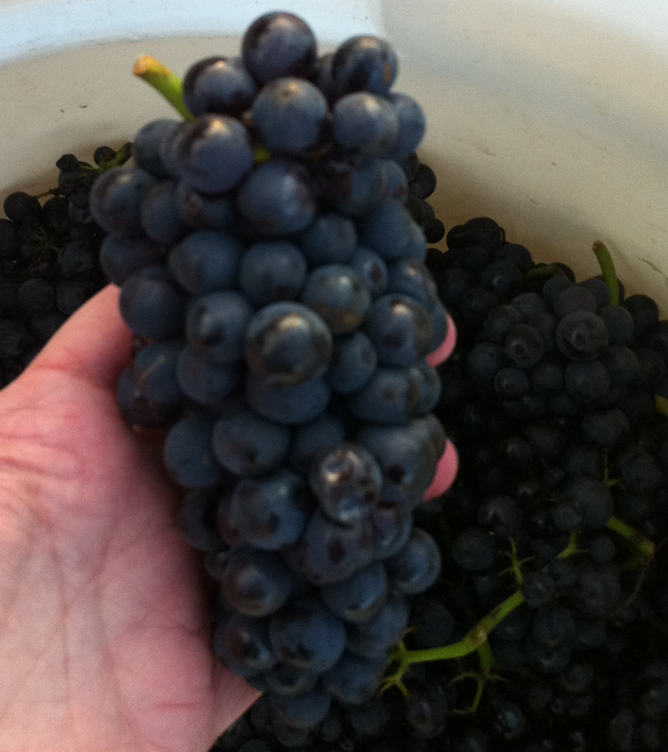 The top 10 grape varieties planted in the UK - The Drinks Business
