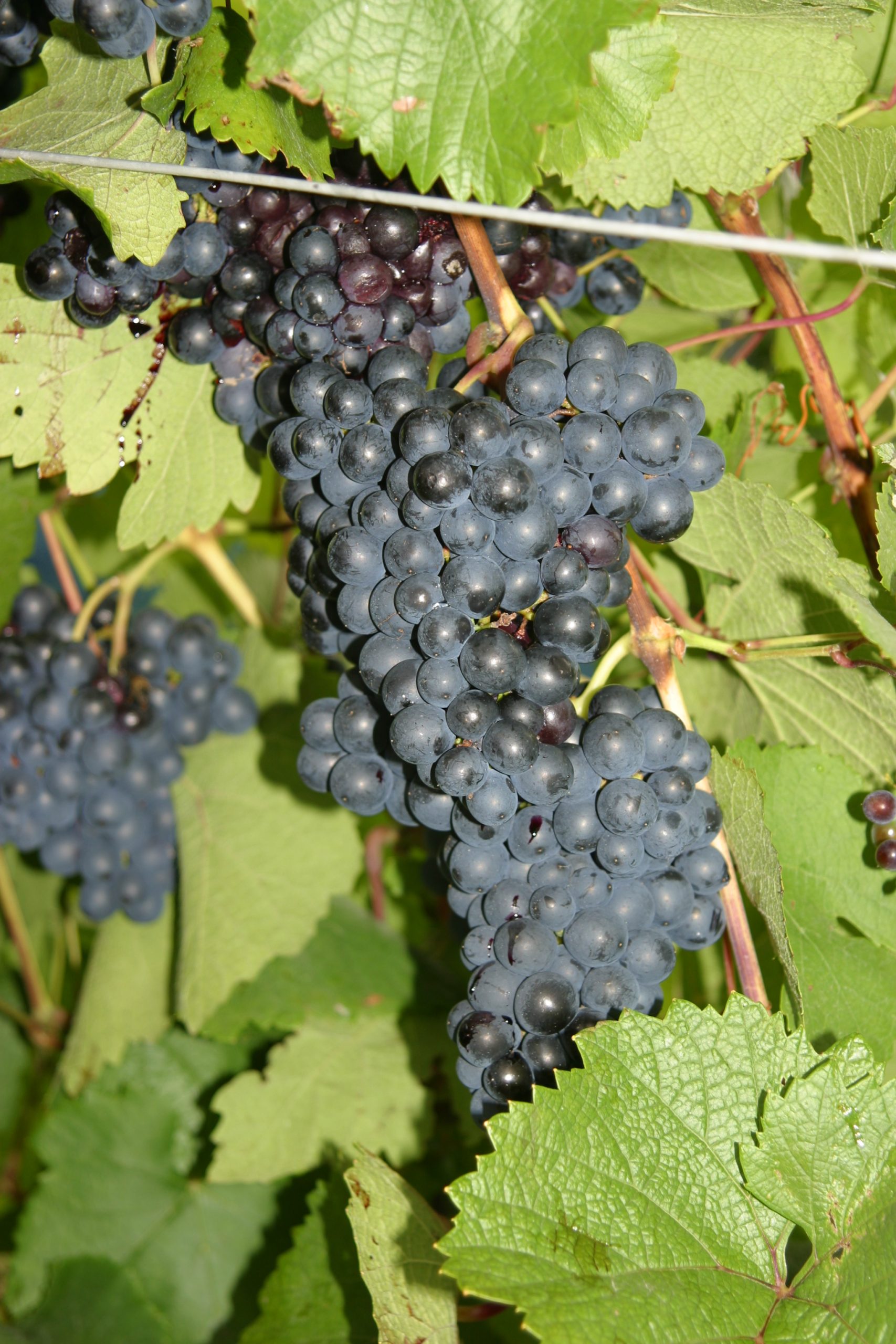 The top 10 grape varieties planted in the UK - The Drinks Business