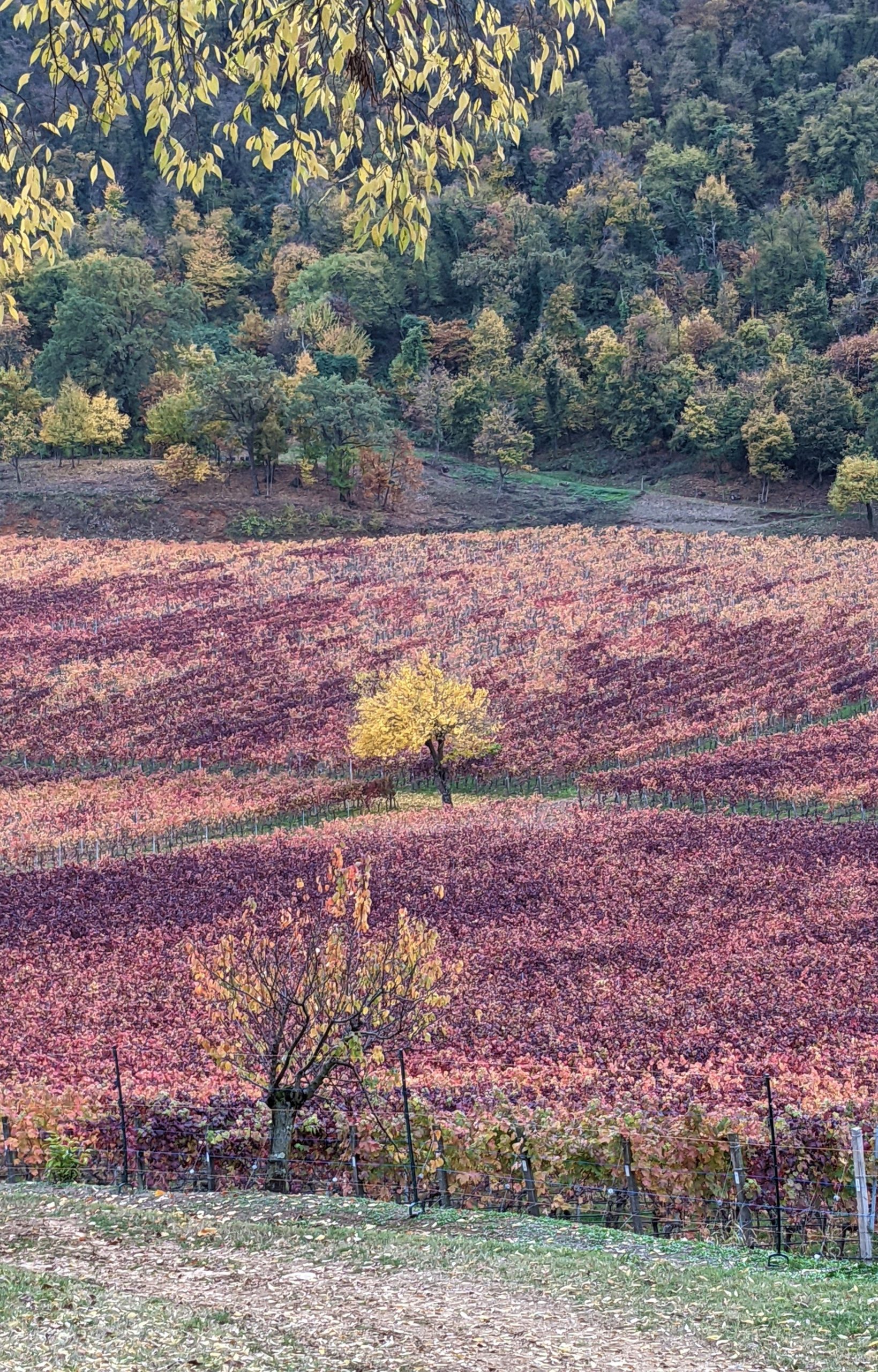 Colli Berici: a hidden gem in the Veneto region