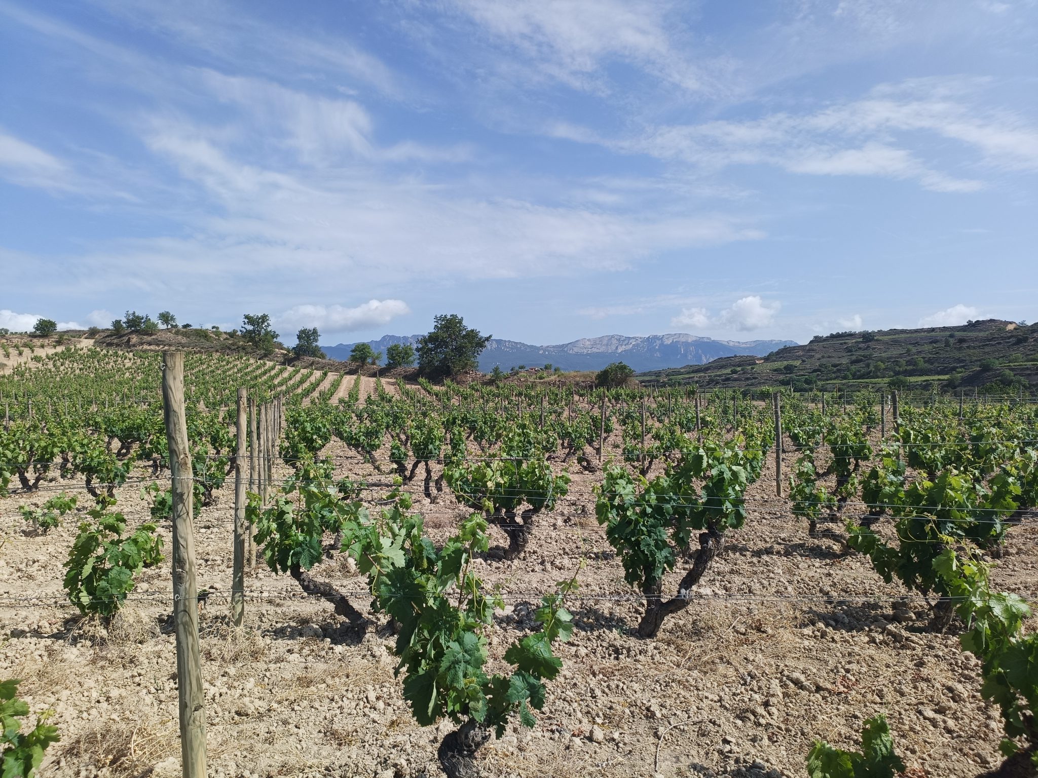 Artadi on why growing organically is key to expressing terroir