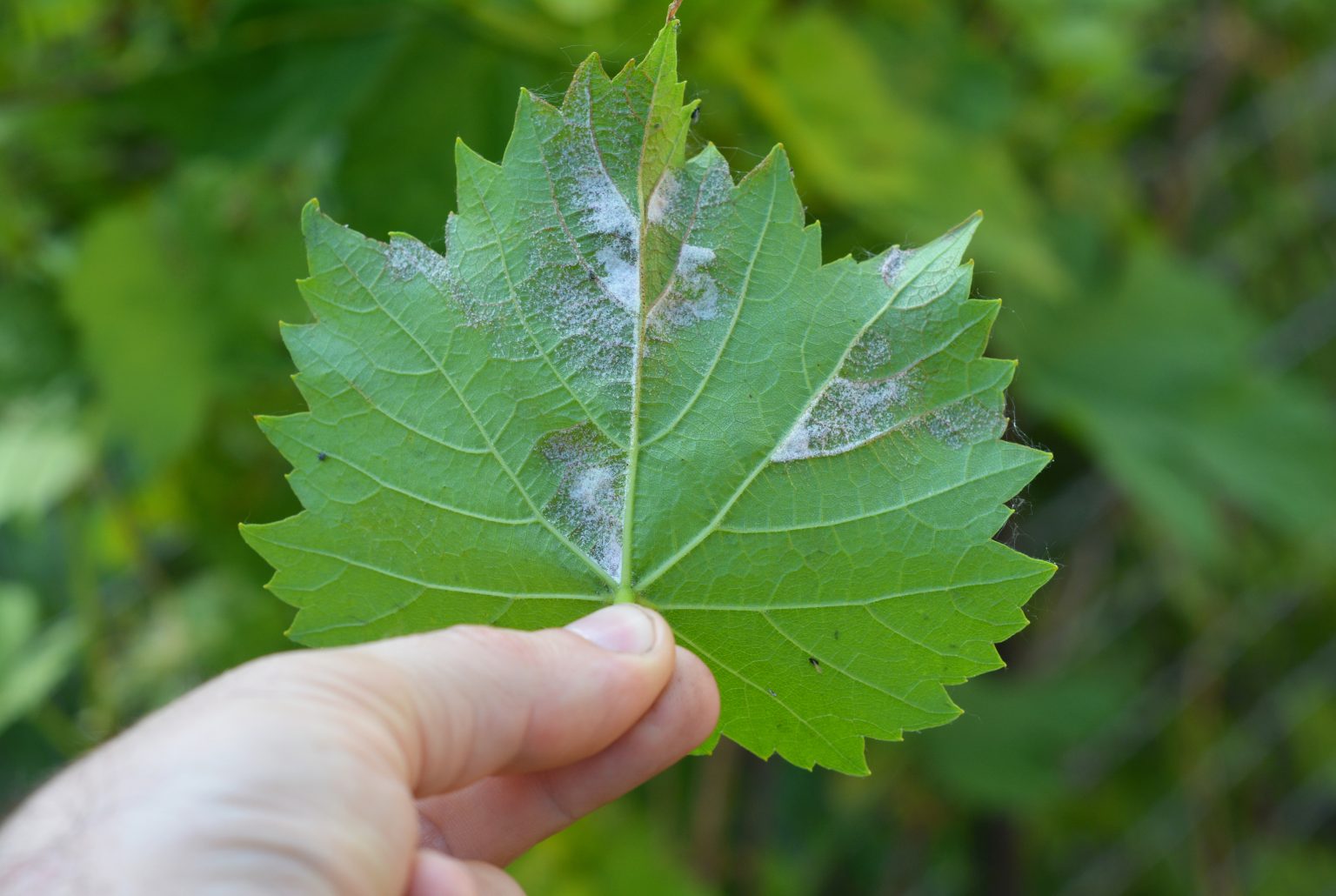 Bordeaux sees early mildew outbreak