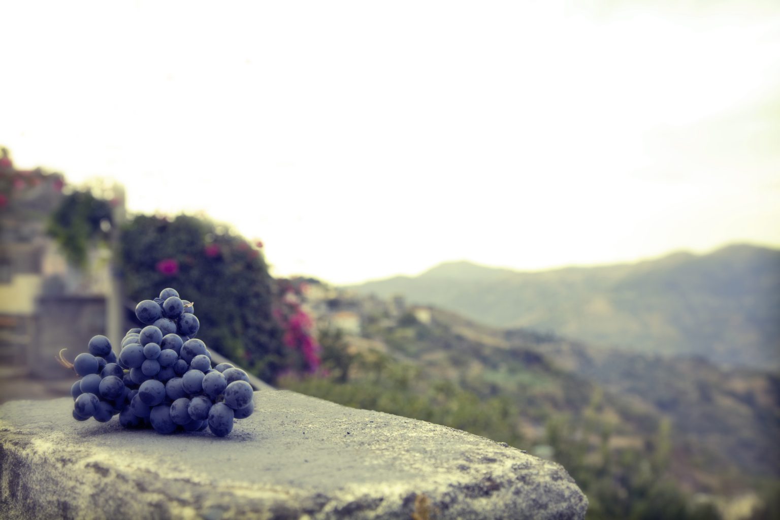 Italy's 10 most-planted grape varieties