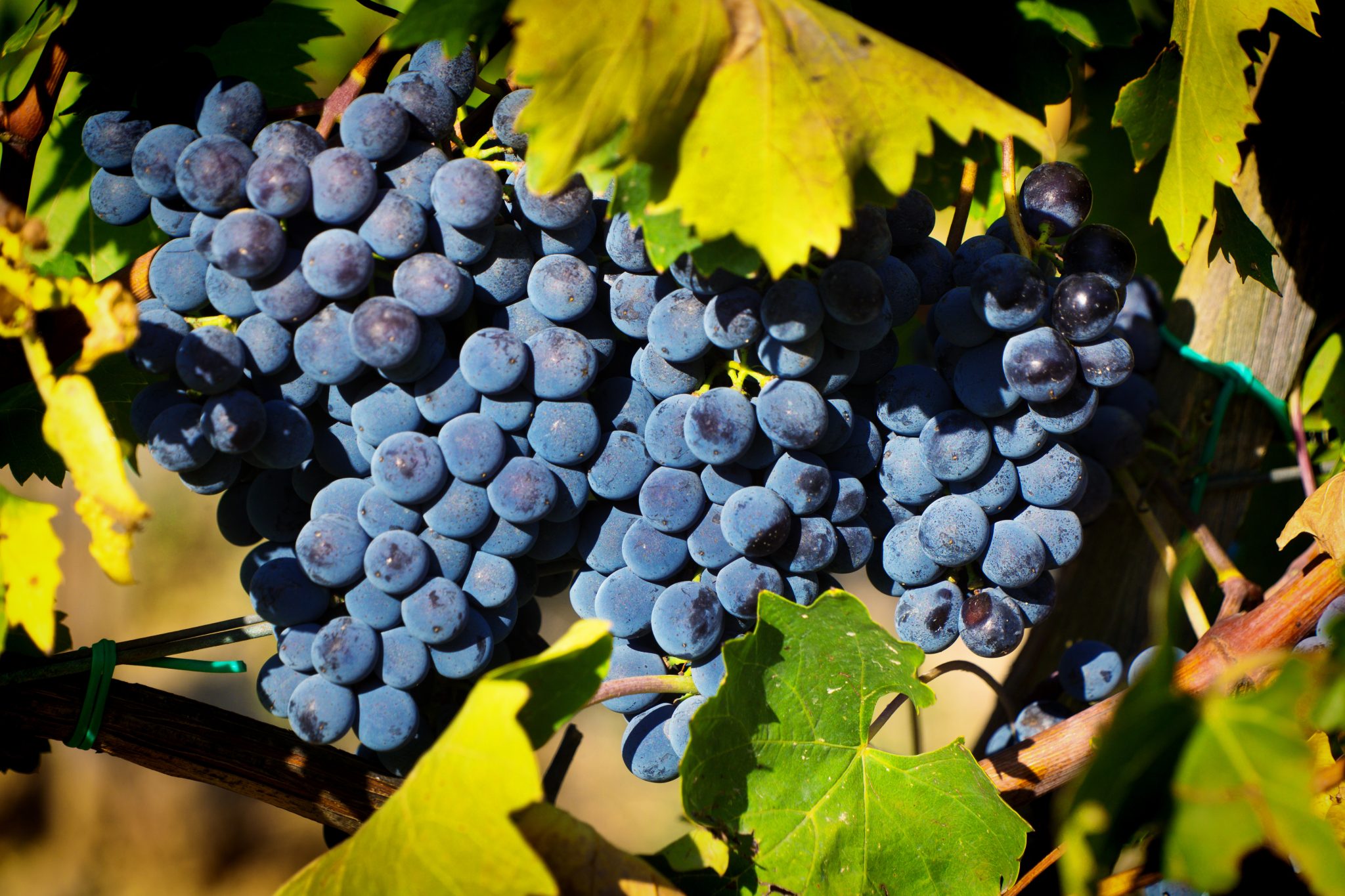 Italy's 10 most-planted grape varieties