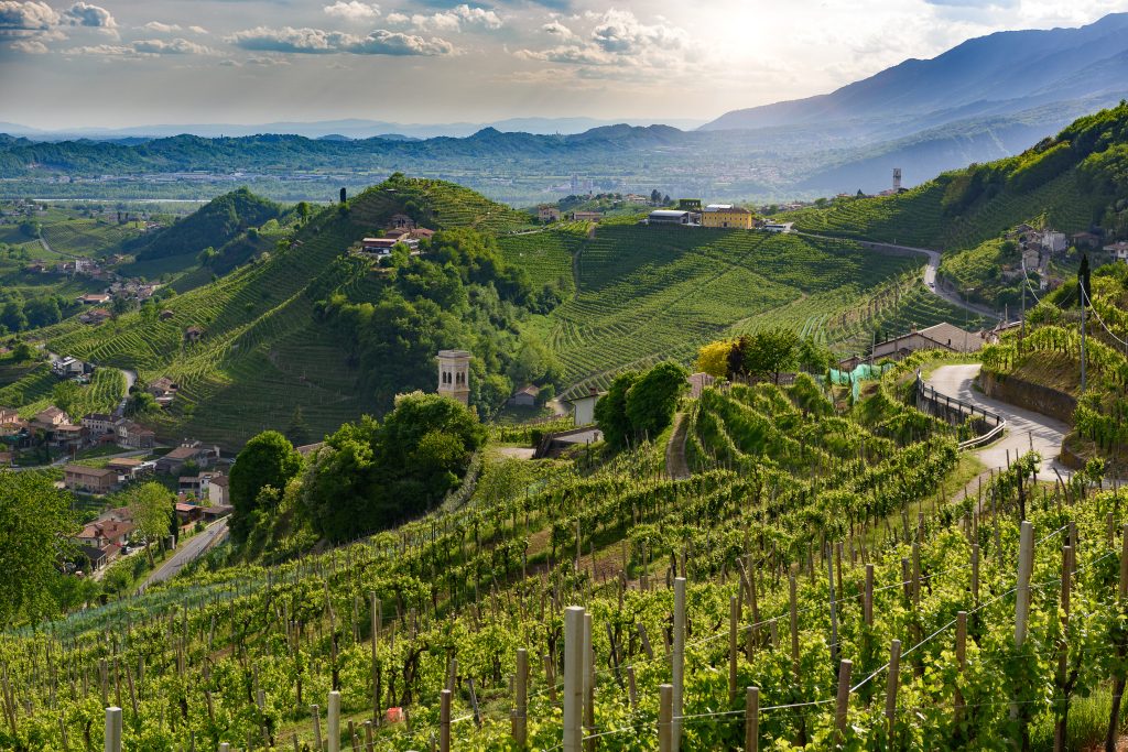 Italy's 10 most-planted grape varieties