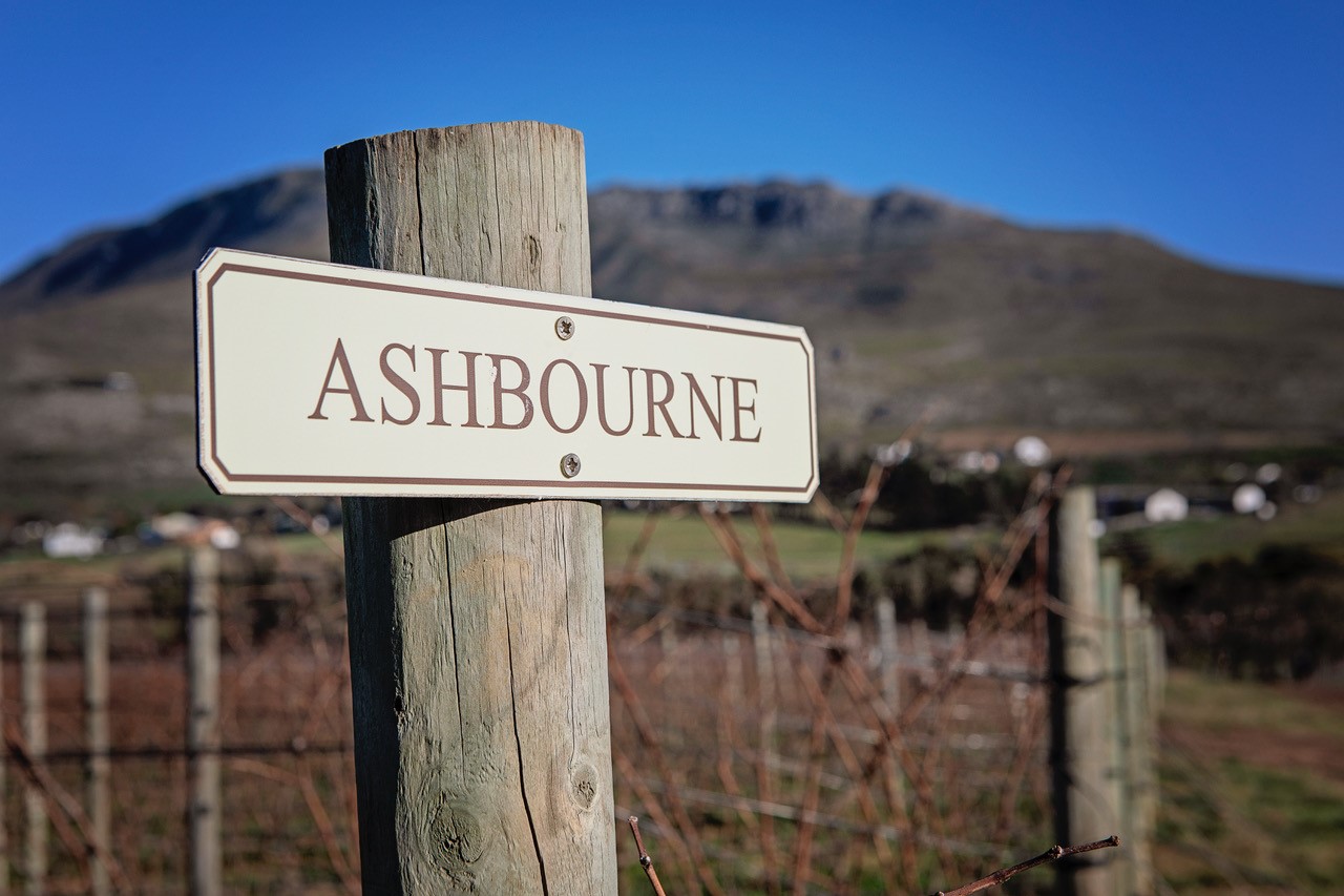 Ashbourne Pinotage: ‘the path of most resistance’