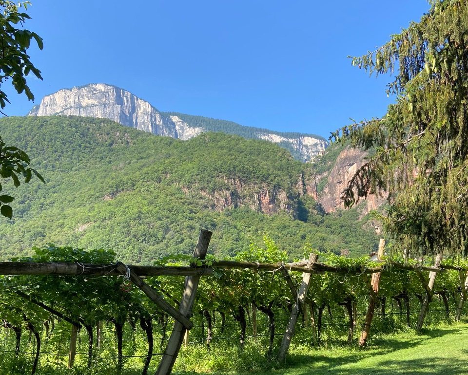 Andriano and Terlan: taking Alto Adige's white wines to new heights