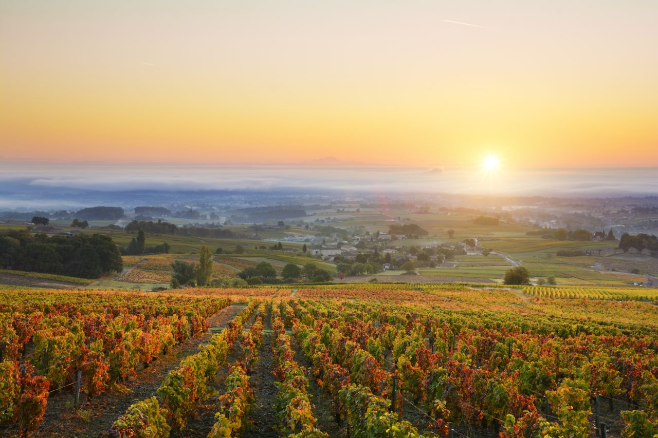 Top Rhône Valley wine trends to look out for