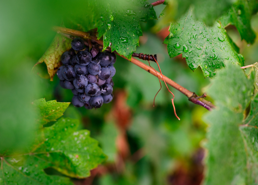 Climate change making grape growing in England harder