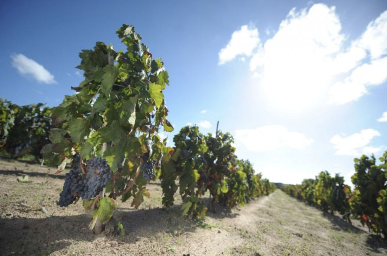 Why Sardinian Carignan deserves wider recognition - The Drinks Business