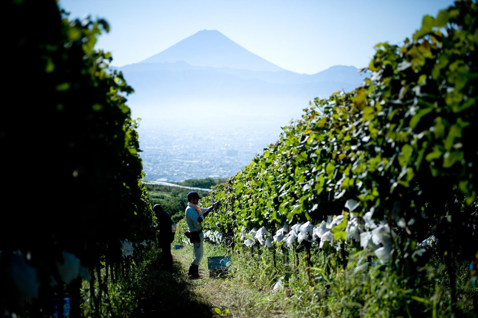 ASC Fine Wines and Suntory host Tomi no Oka wine dinner
