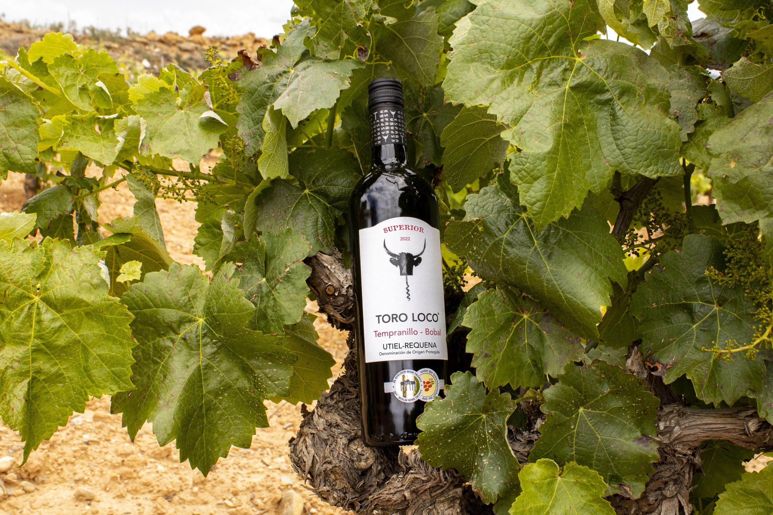 Toro Loco proves bullish about Bobal’s potential