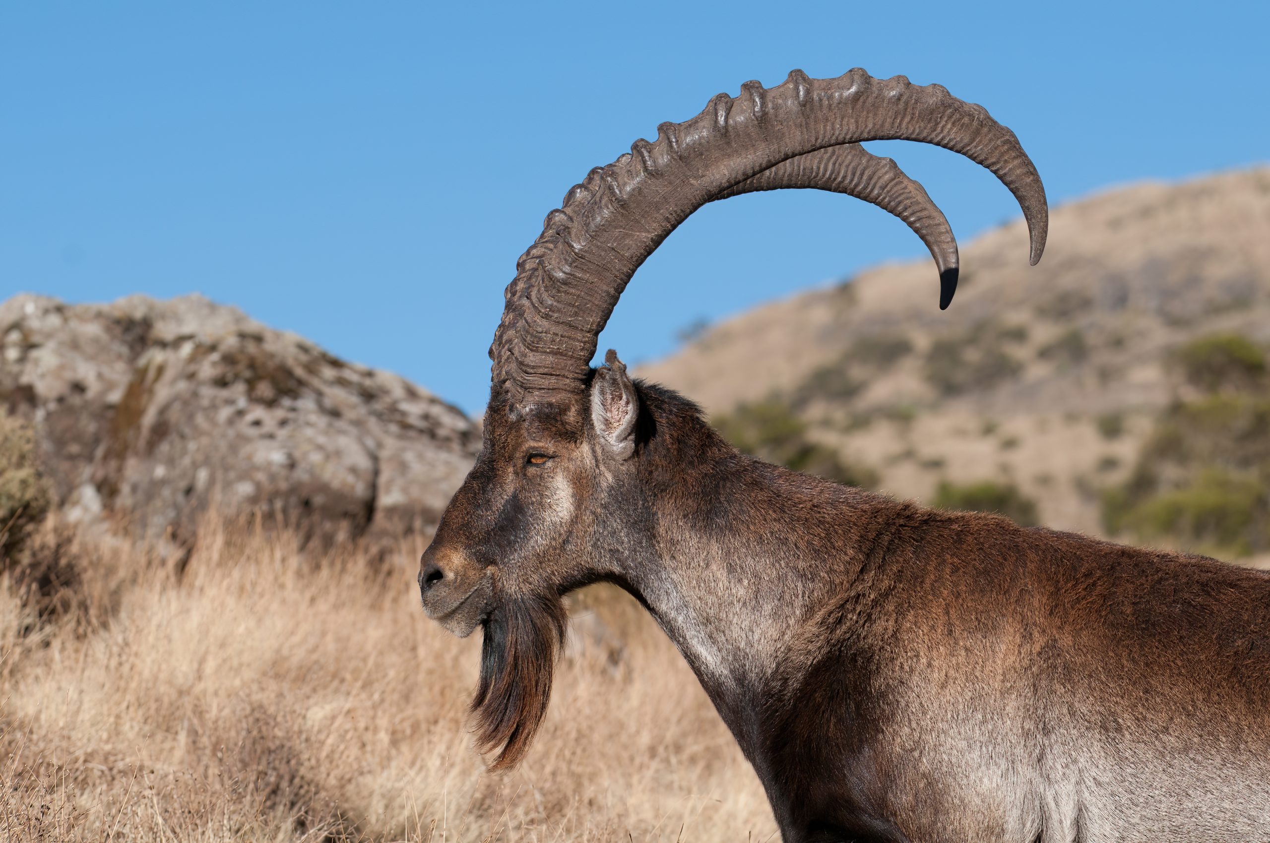 Alpine Ibex Swiss To Ban Foreign Trophy Hunters From Killing Alpine