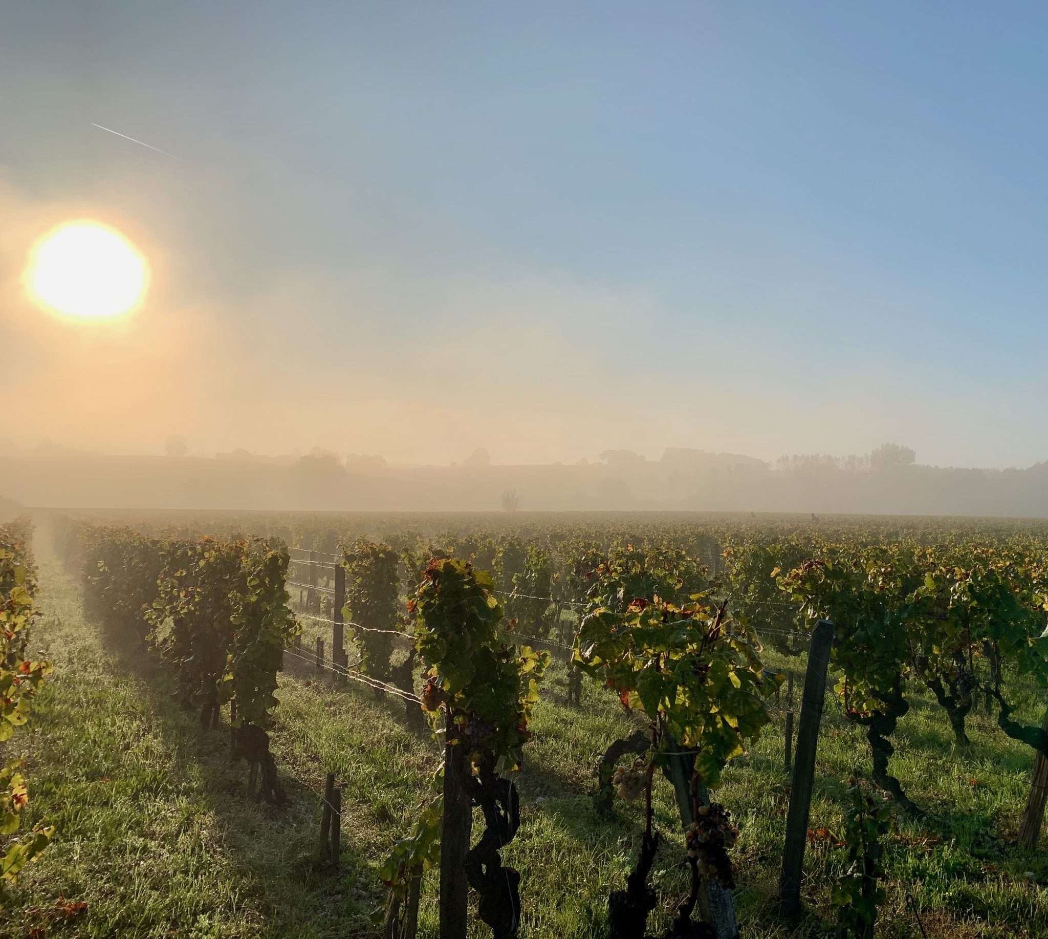 Sauternes-barrels-whisky-finish