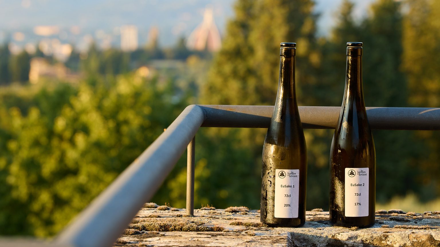 Sake rice strains created to suit European climate for the first time