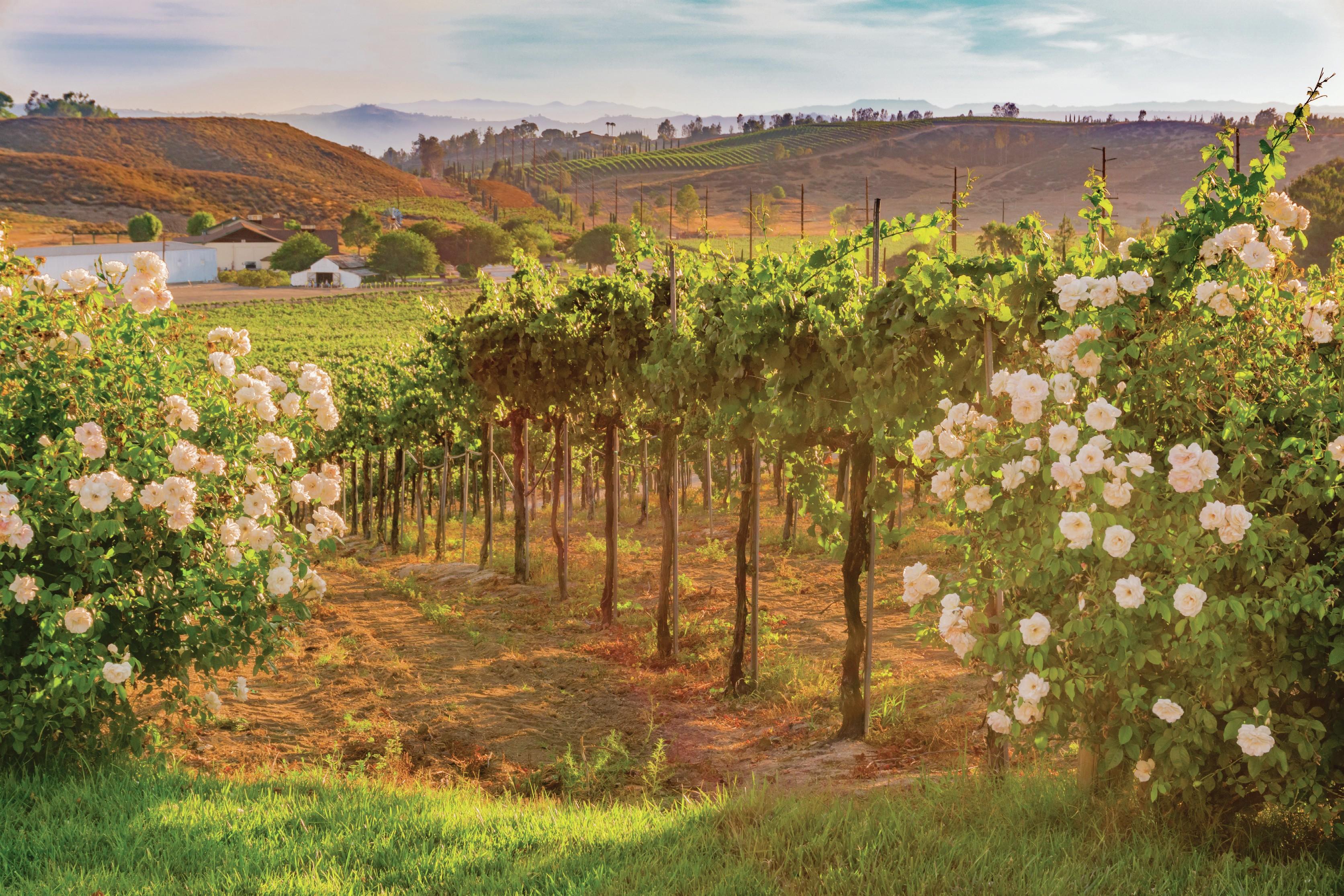 All the medal-winning wines from The Spring Tasting 2024 - The Drinks ...