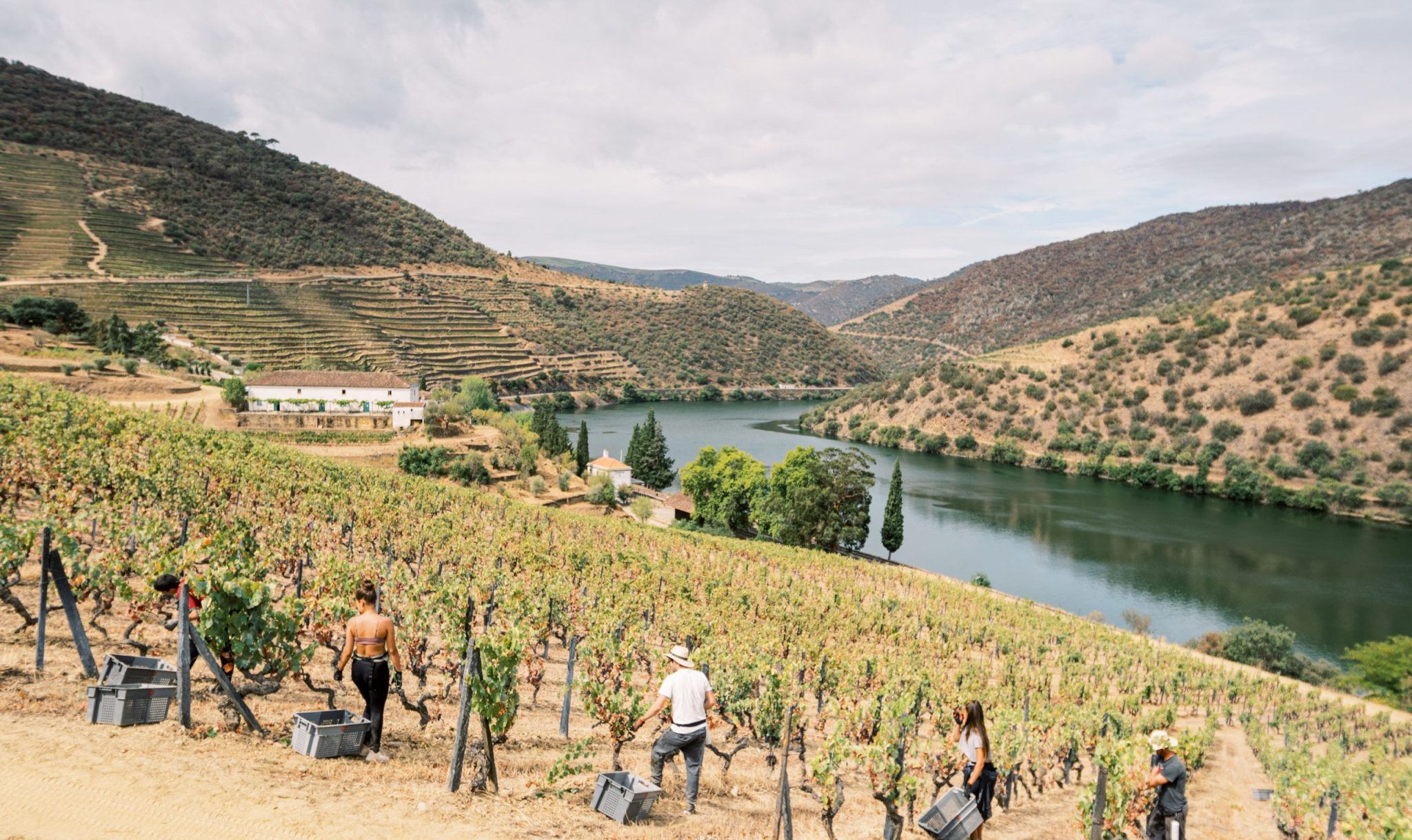 Fladgate Partnership and Symingtons announce 2022 Ports