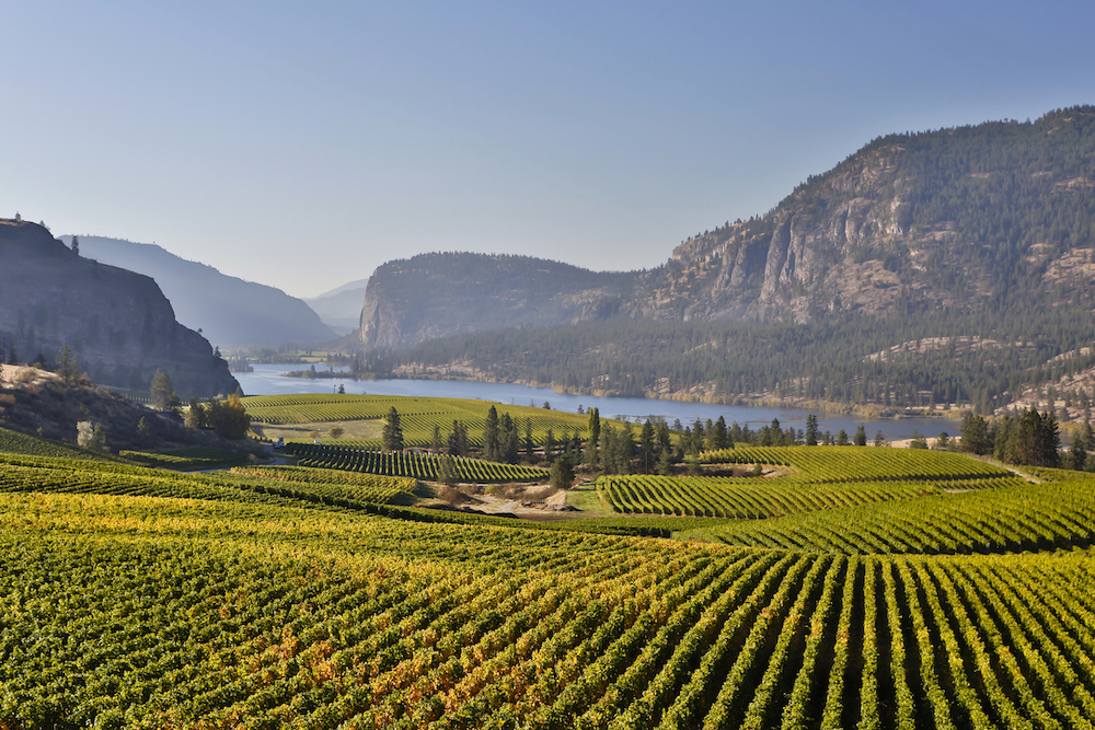 The challenges amid Canadian wine’s renaissance