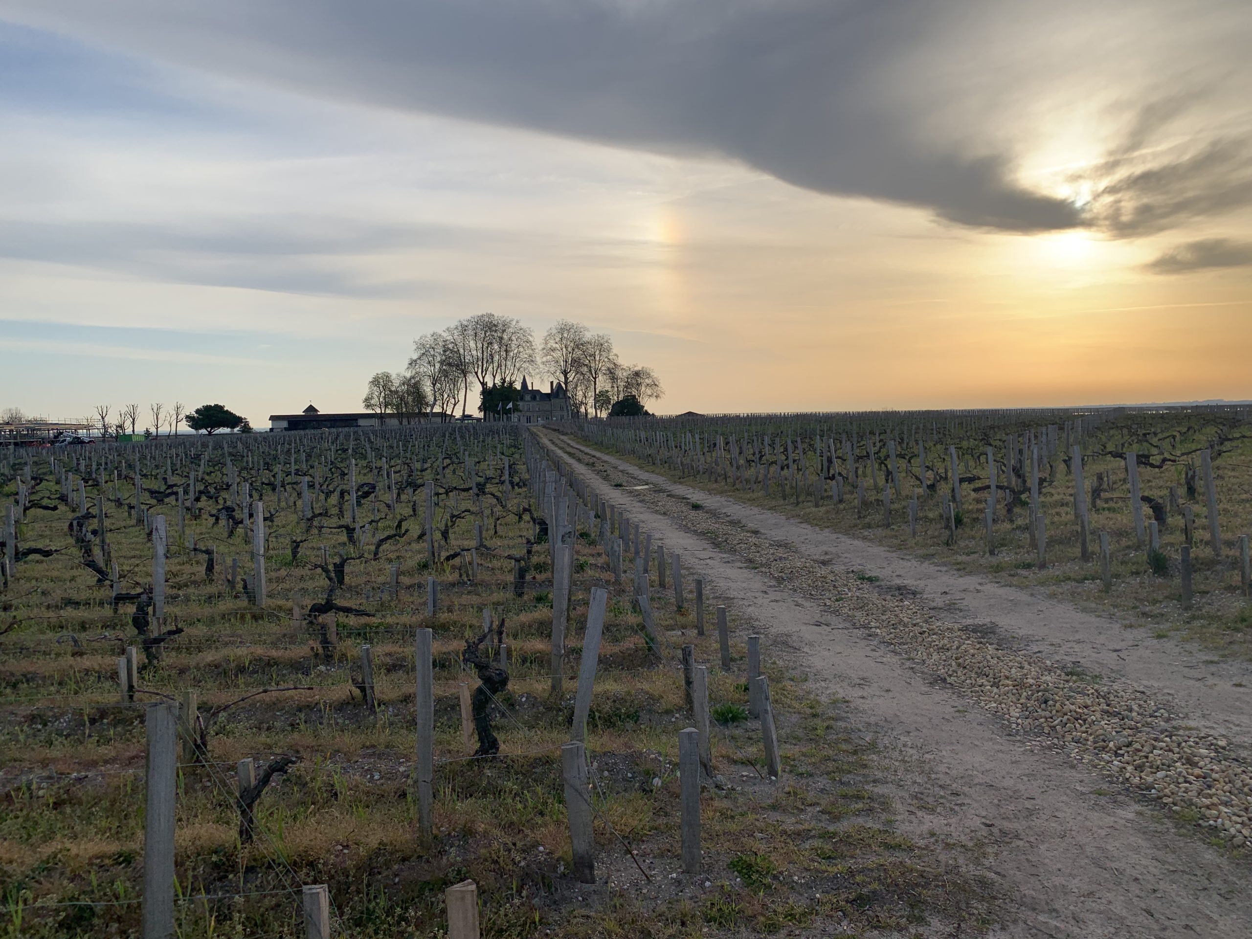 Pauillac 2023: impressively homogenous quality - The Drinks Business