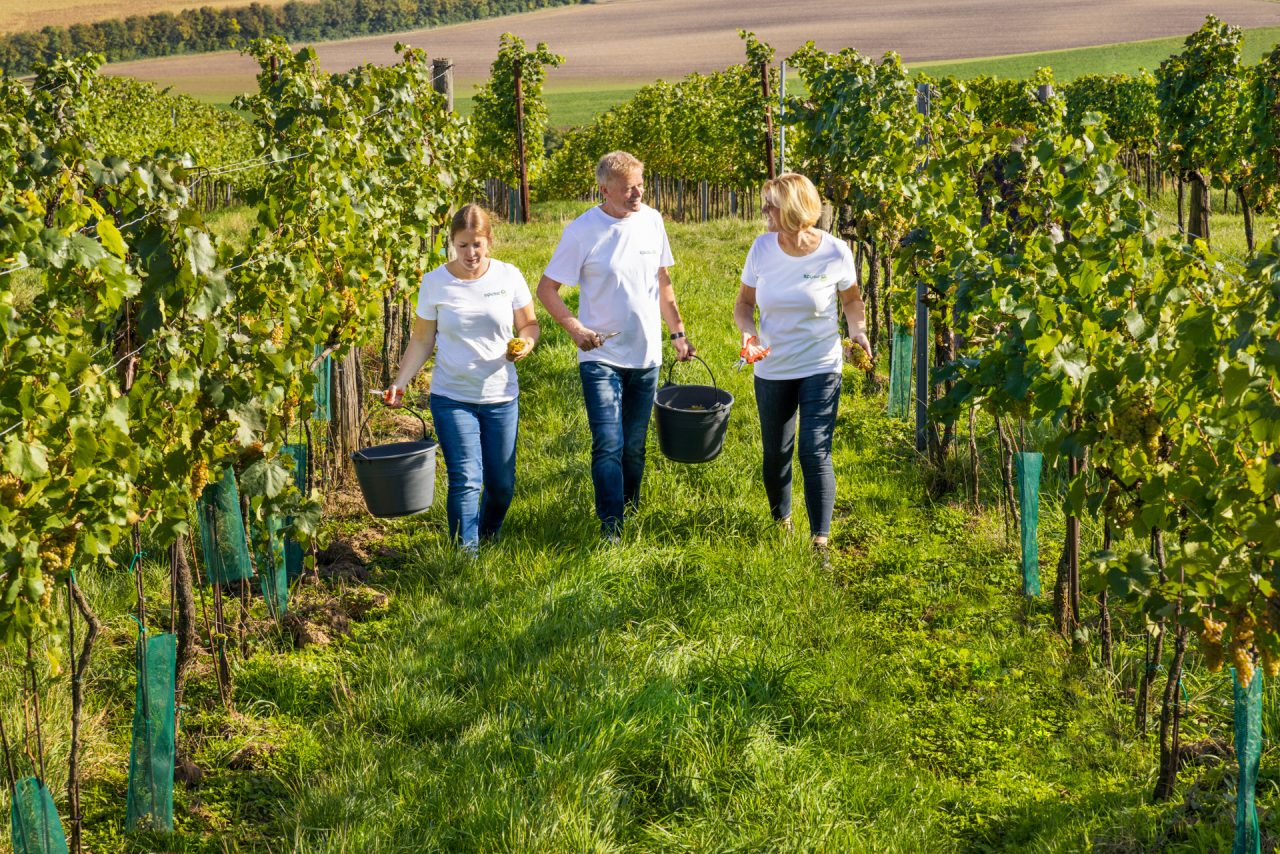Austria’s spusu Wein bets on Piwi varieties for sustainable plans
