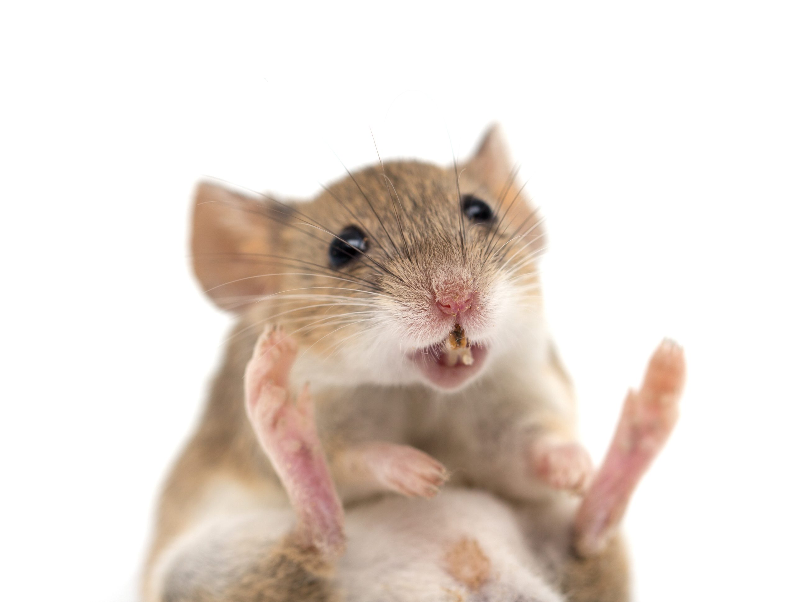 Could a milk protein gel provide the secret to sobering up?