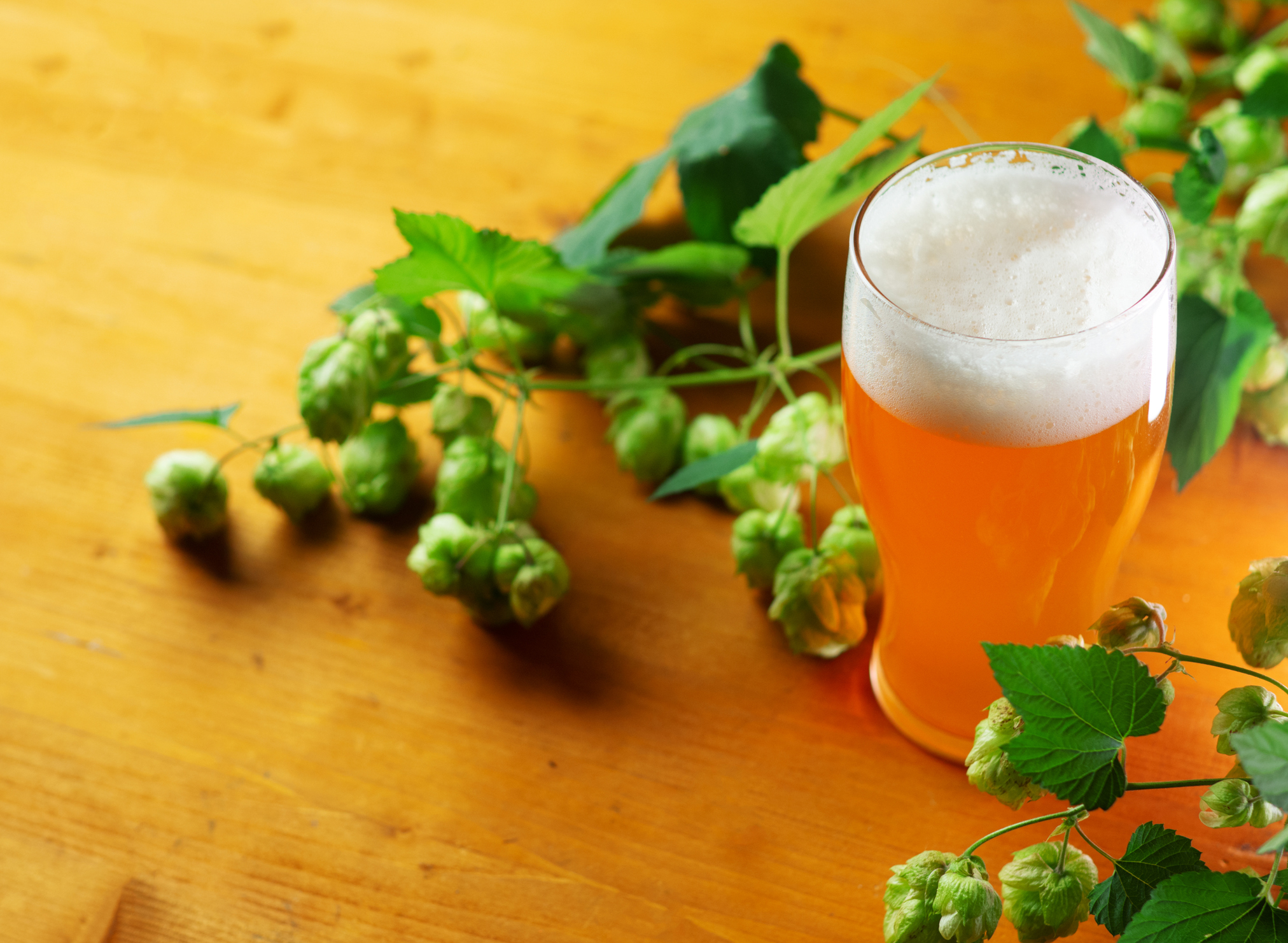 Hop growers stay flexible as craft beer sector evolves