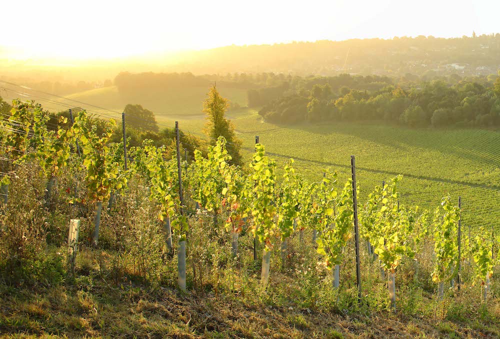 Denbies gets B Corp certification