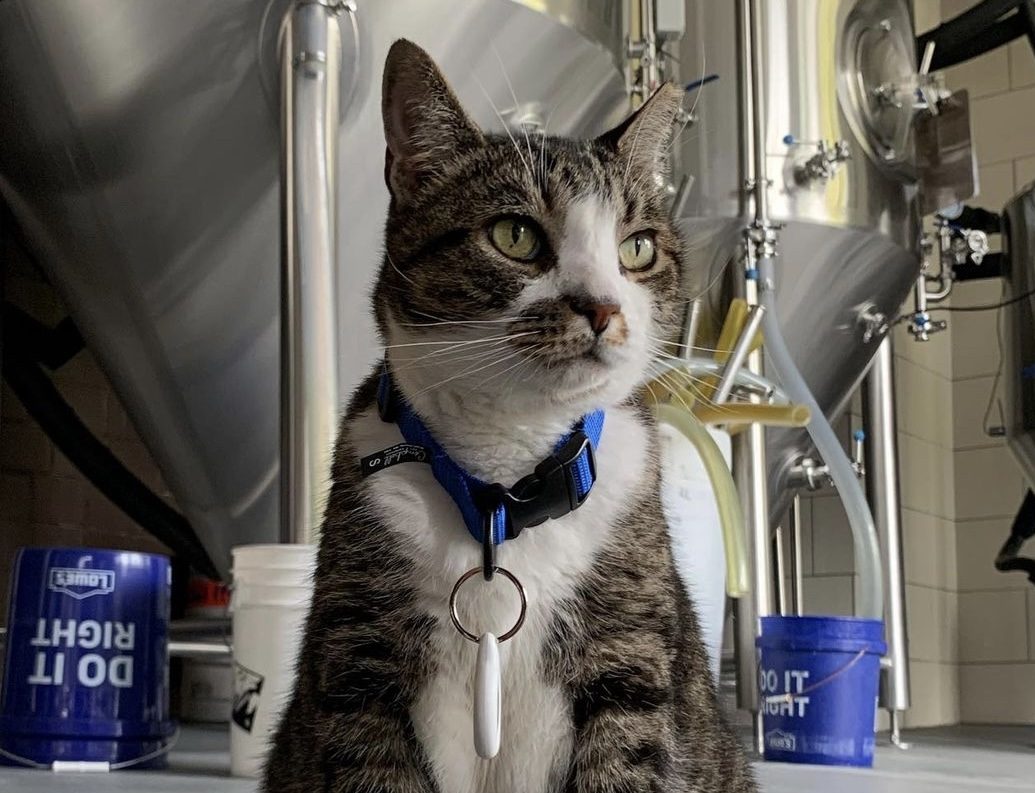 Brewery’s ‘assistant manager’ cat beats cancer and returns to work
