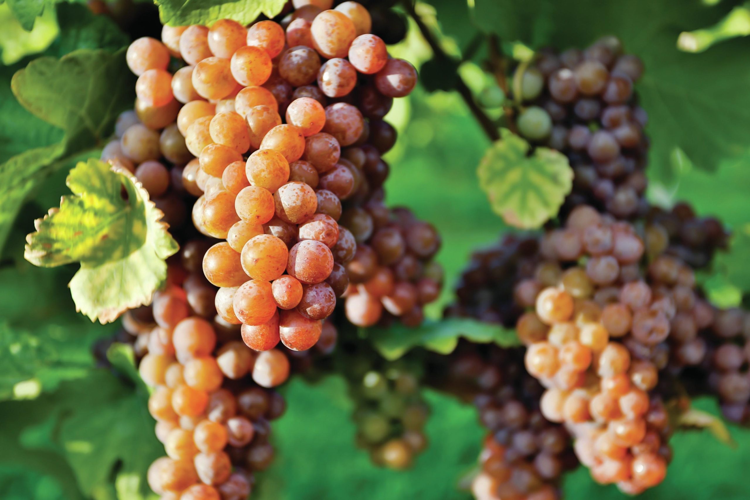All the medallists from the Global Pinot Grigio Masters 2024