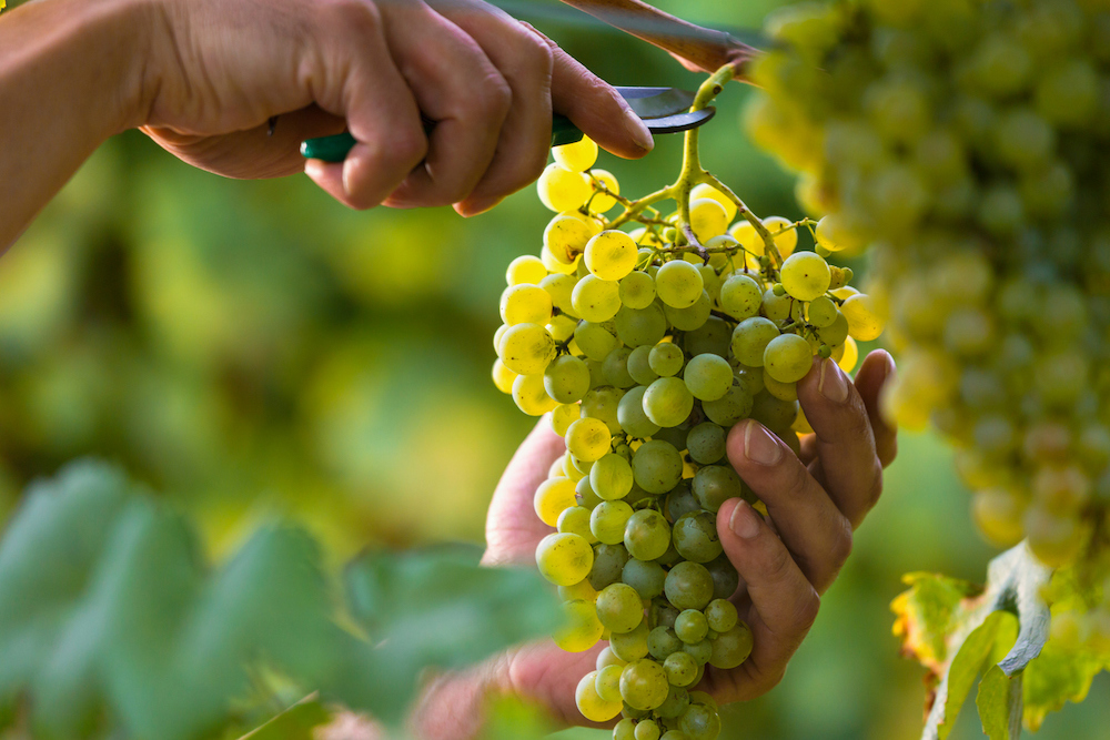 What does California's grape oversupply mean for the trade?