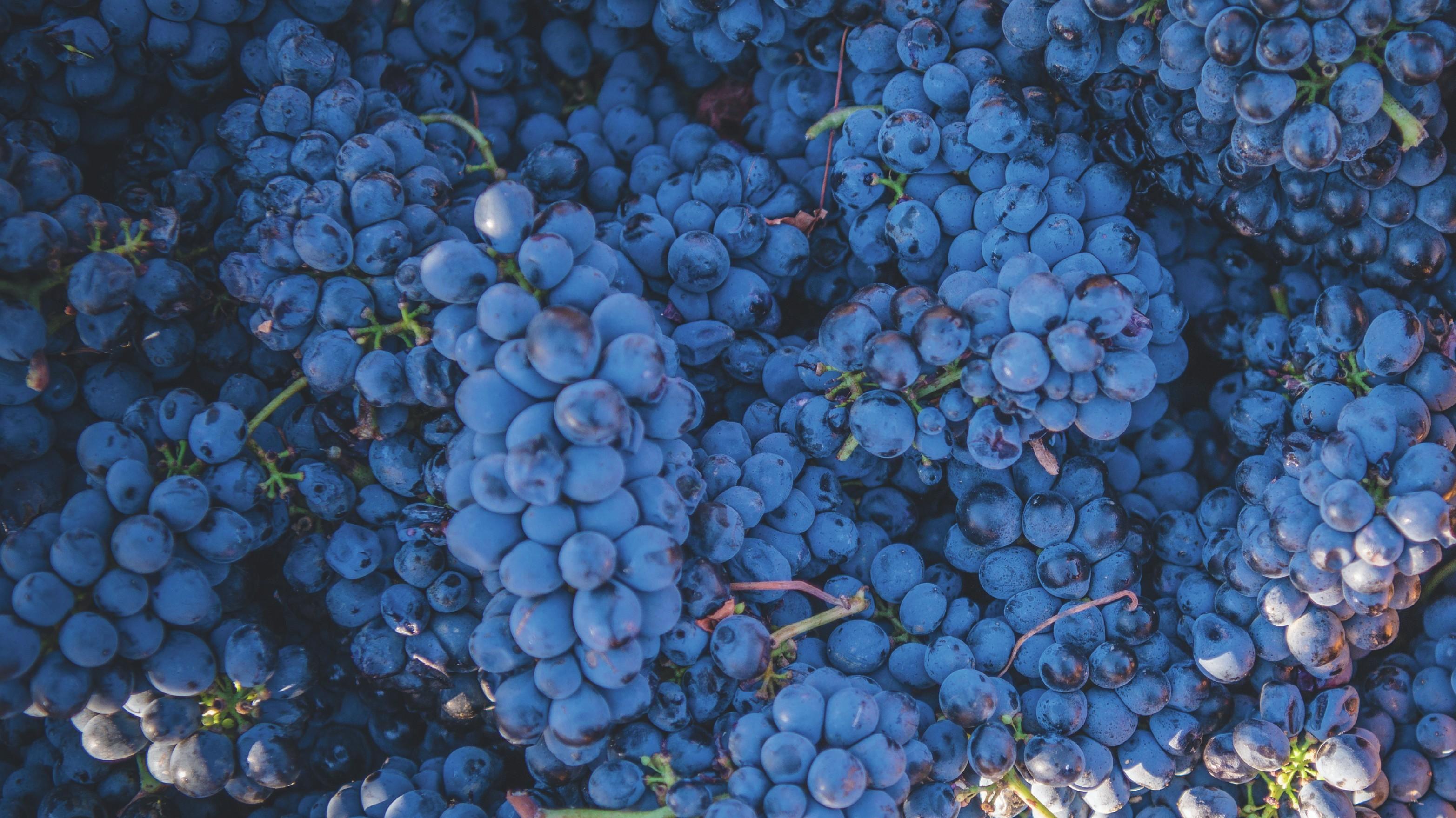 All the medallists from the Global Syrah Masters 2024