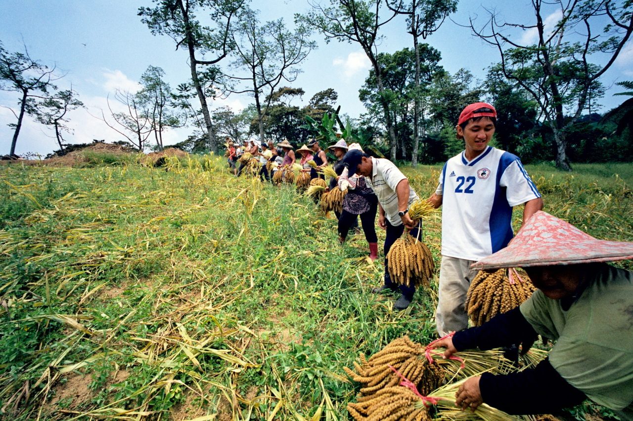 Indigenous Taiwanese communities bring back ancient winemaking