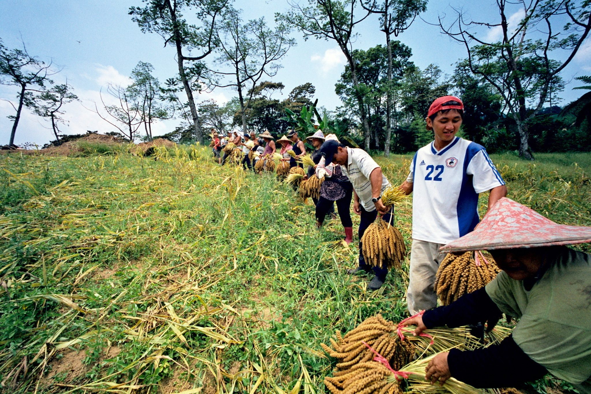 Indigenous Taiwanese communities bring back ancient winemaking