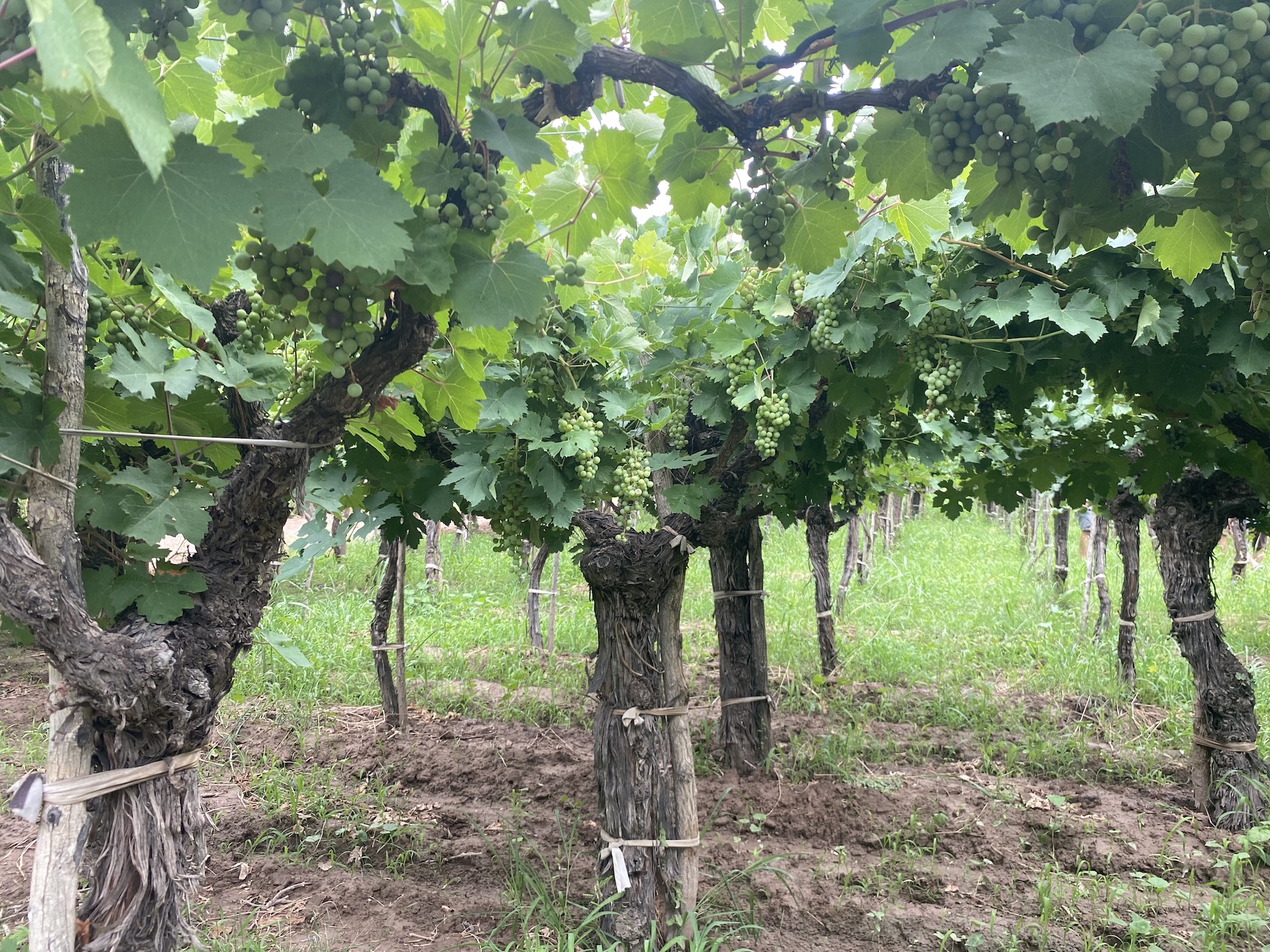 Criolla Chica recognised as a quality red grape in Argentina - The ...