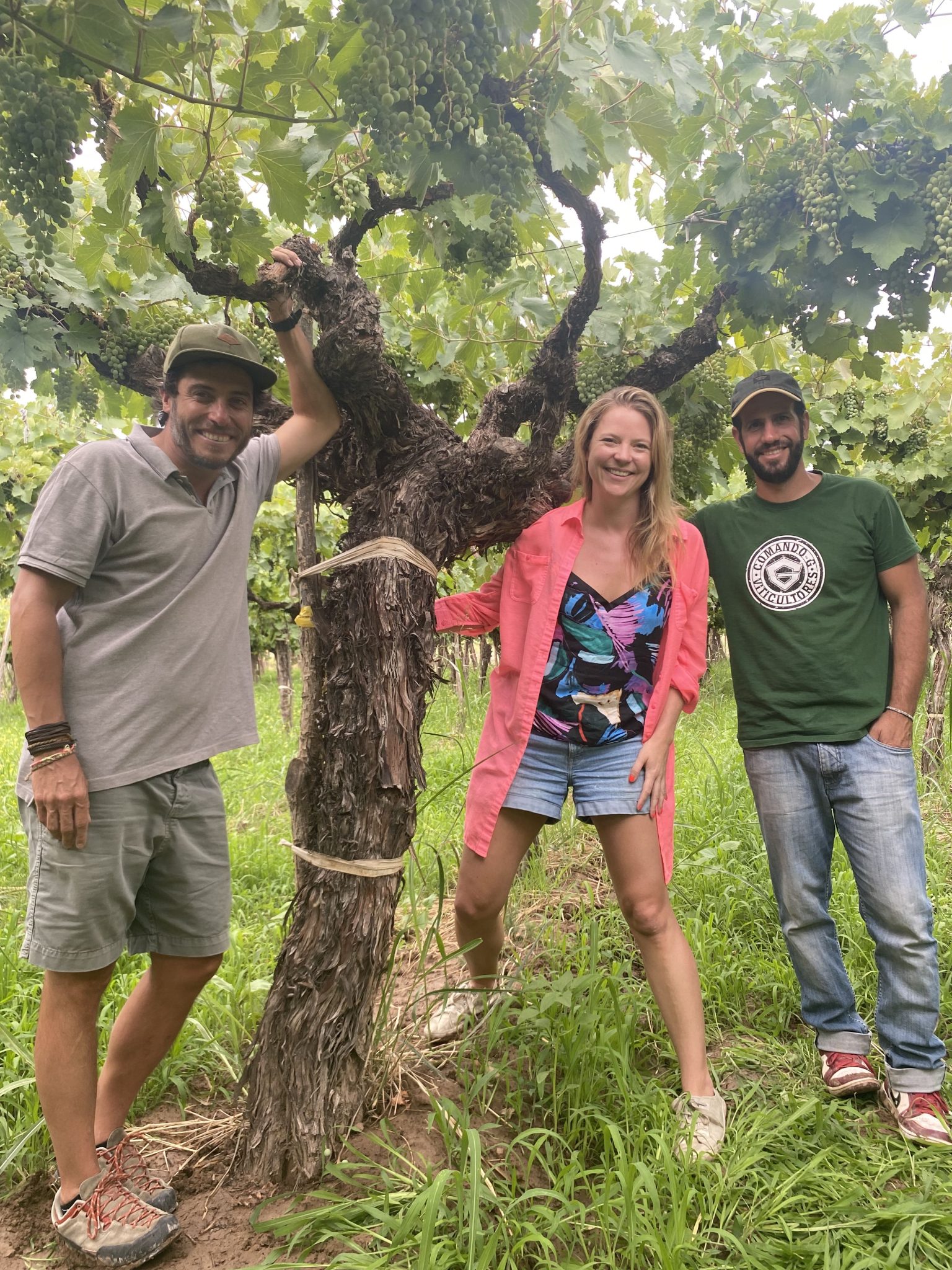 Criolla Chica recognised as a quality red grape in Argentina - The ...