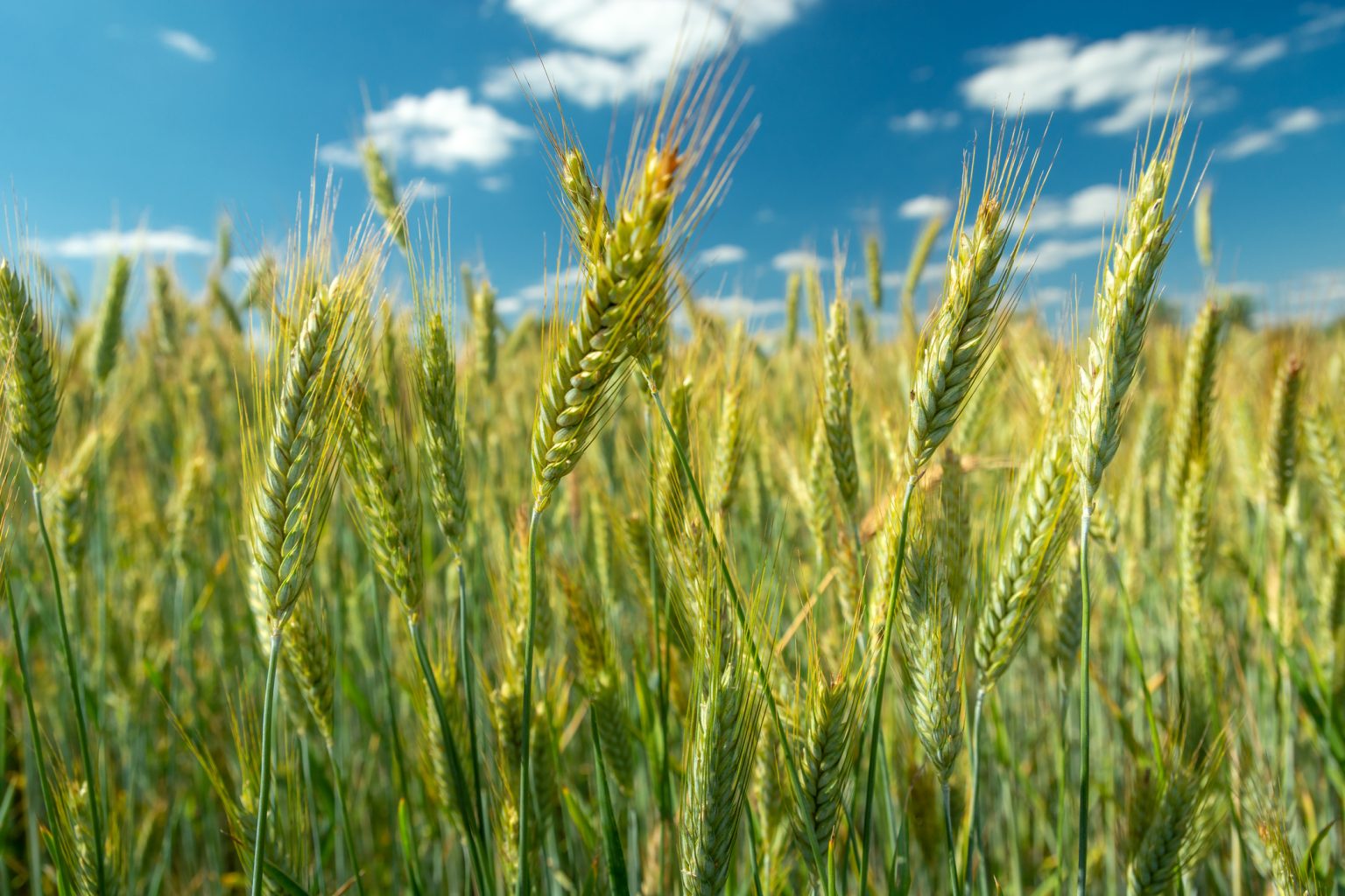 Flower power: how growers use cover crops to make better wine