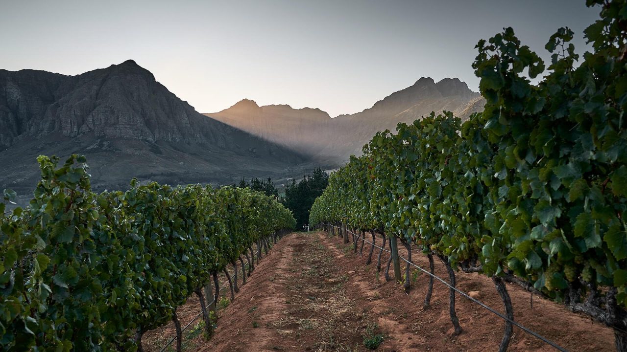 Capensis flies the flag for ‘world-class’ SA Chardonnay