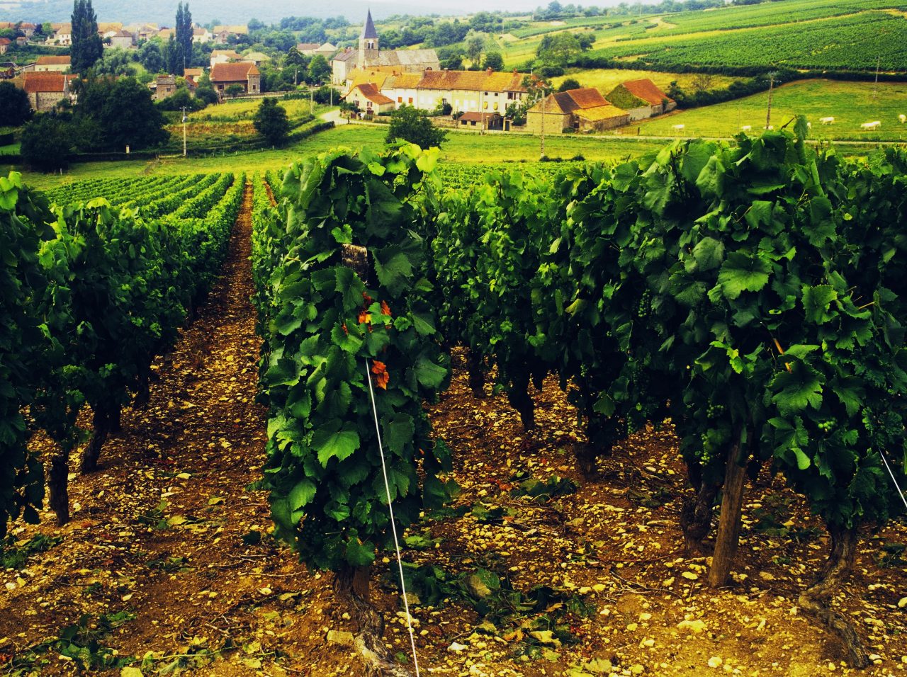 Burgundy uptick sparks signs of life for fine wine