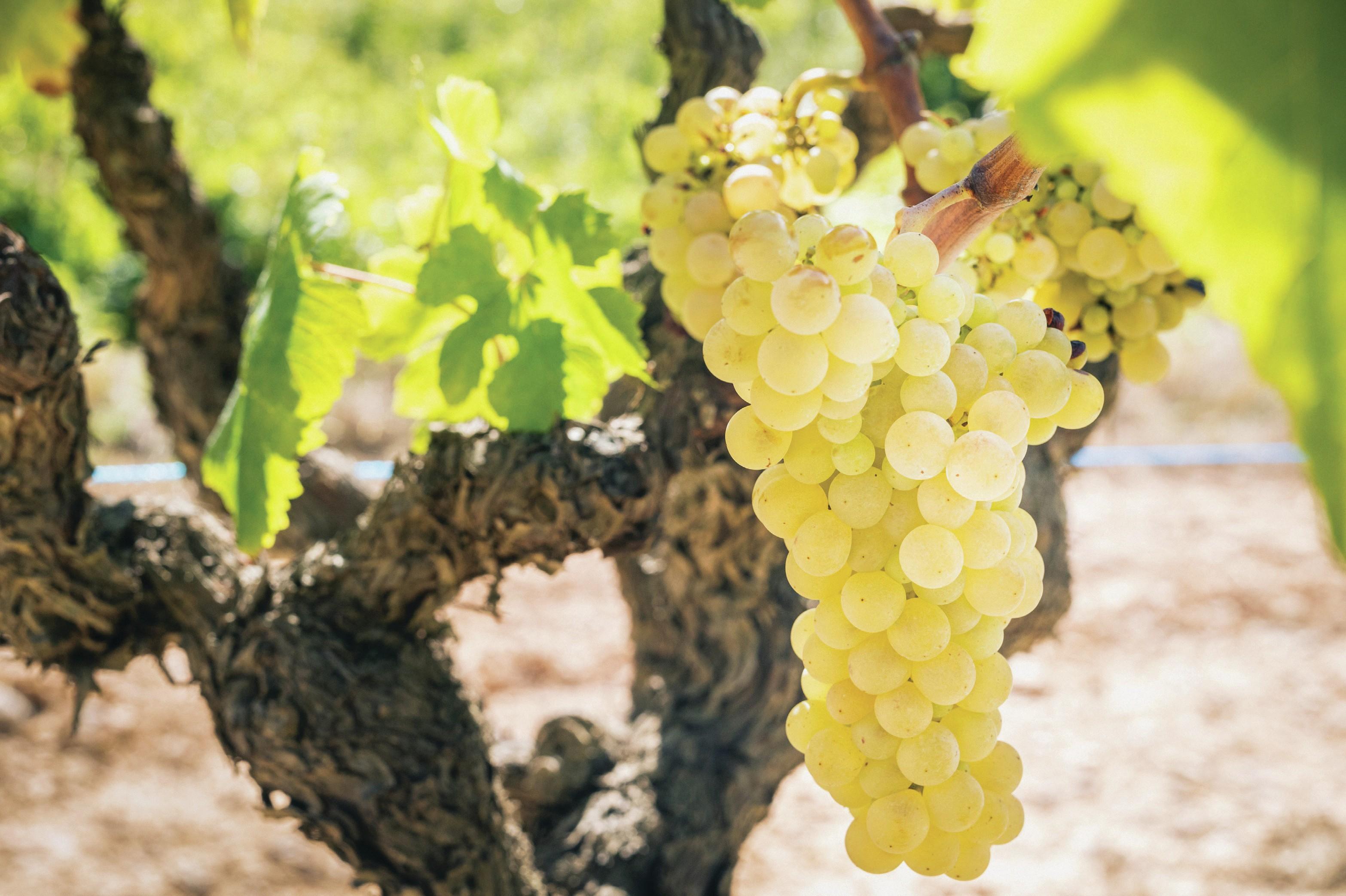 Are we heading for a Cava dry spell?