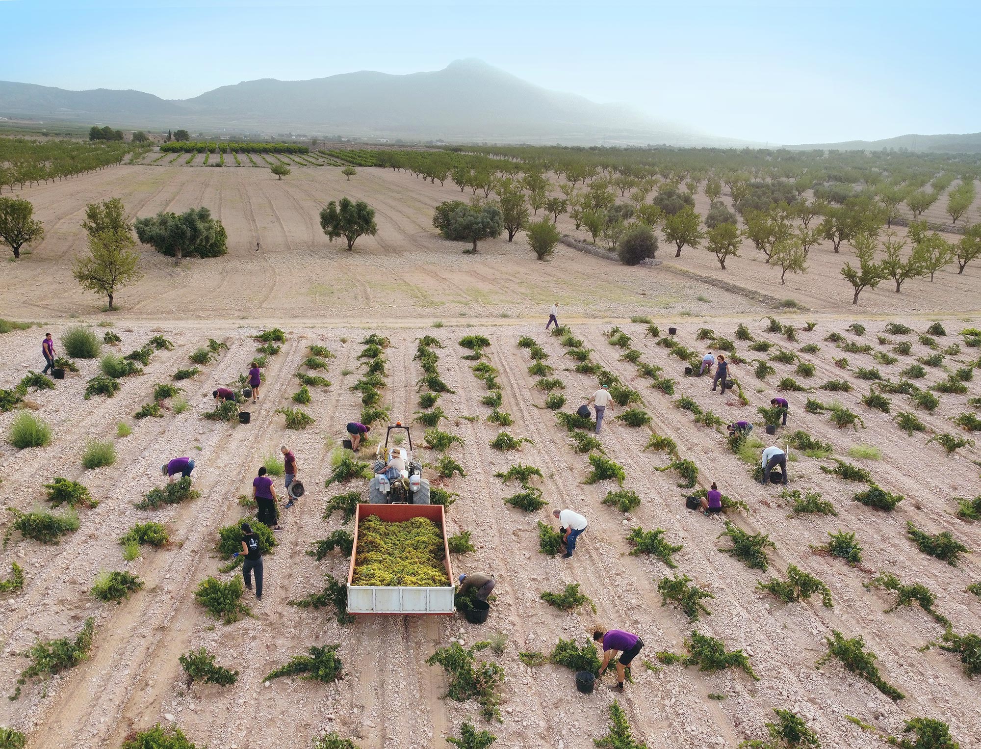 Jumilla confirms lowest harvest on record